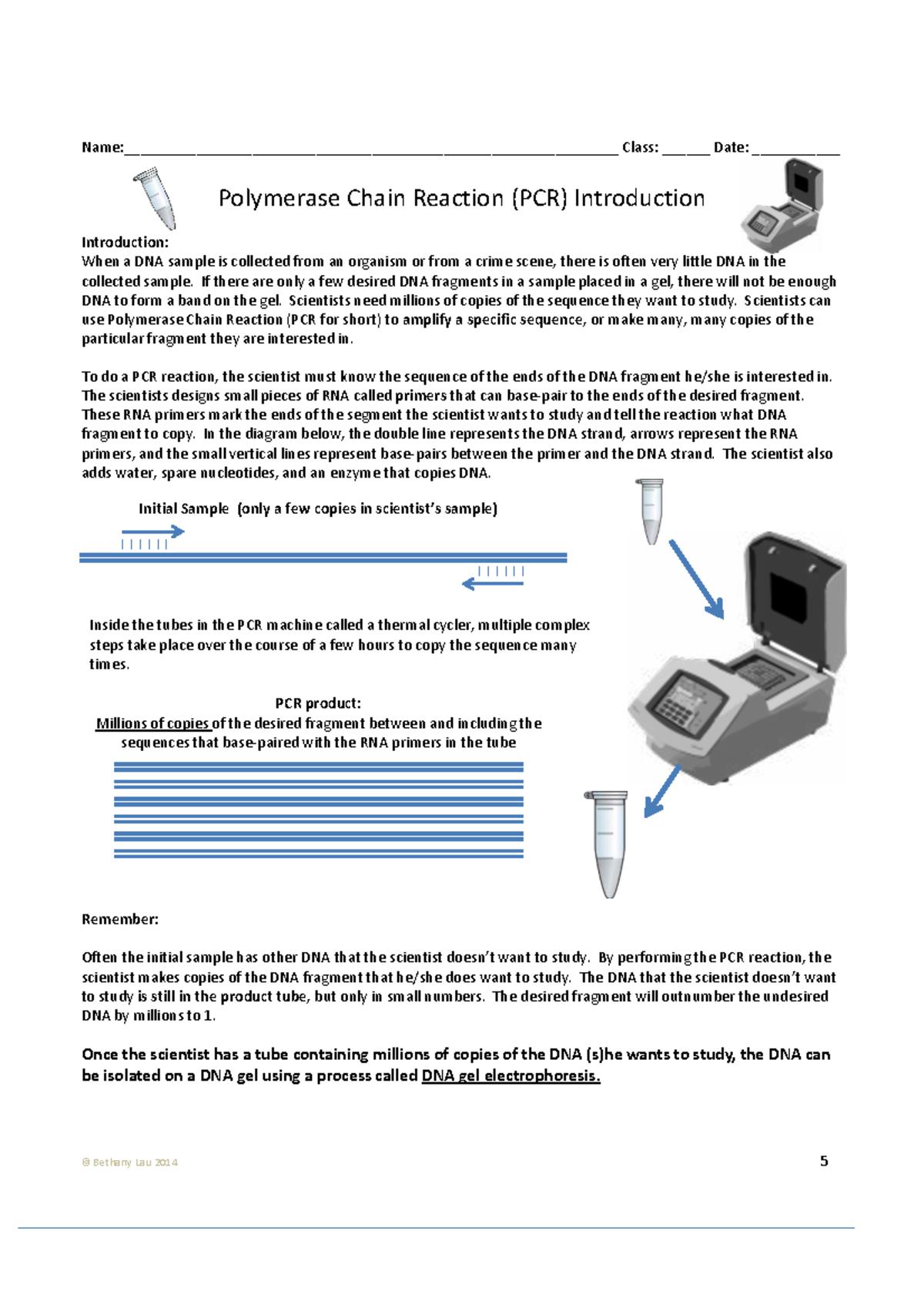 Biotechnology Worksheets - Polymerase Chain Reaction (PCR) Introduction ...