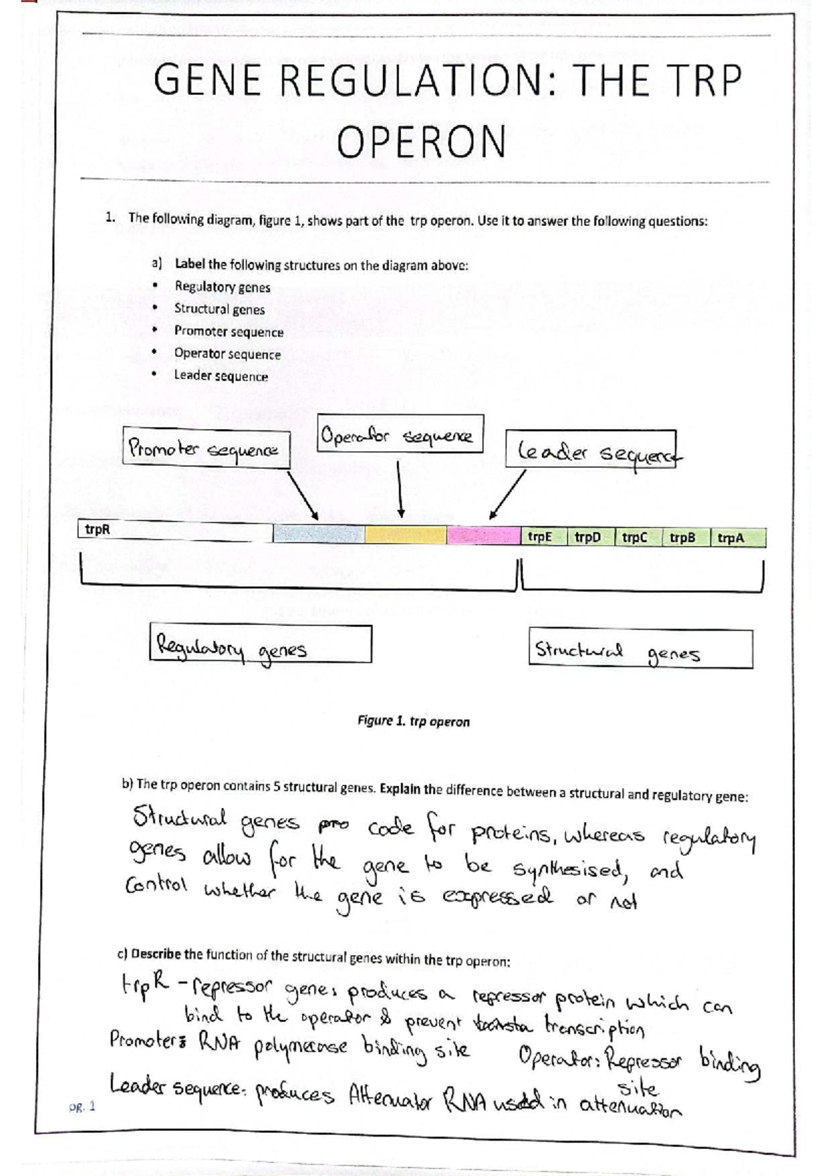 GENE REGULATION: TRP OPERON STRUCTURE & FUNCTION ANALYSIS - Studocu