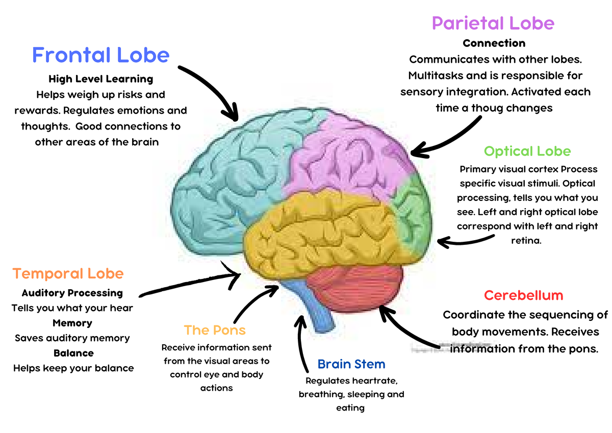 Brain Diagram - Frontal Lobe High Level Learning Helps weigh up risks ...