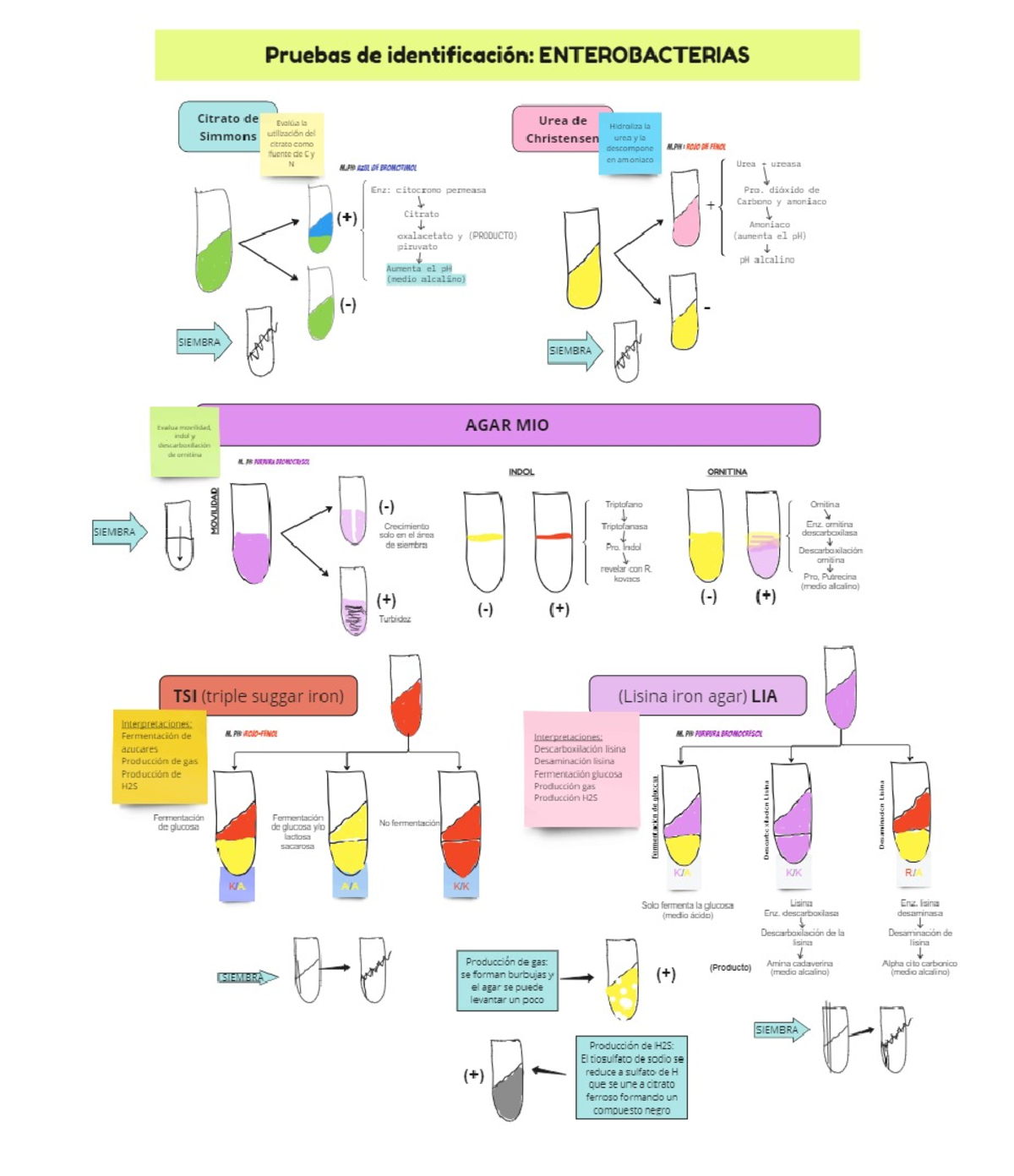pruebas de identificación para enterobacterias - Pruebas de identificación: ENTEROBACTERIAS ...