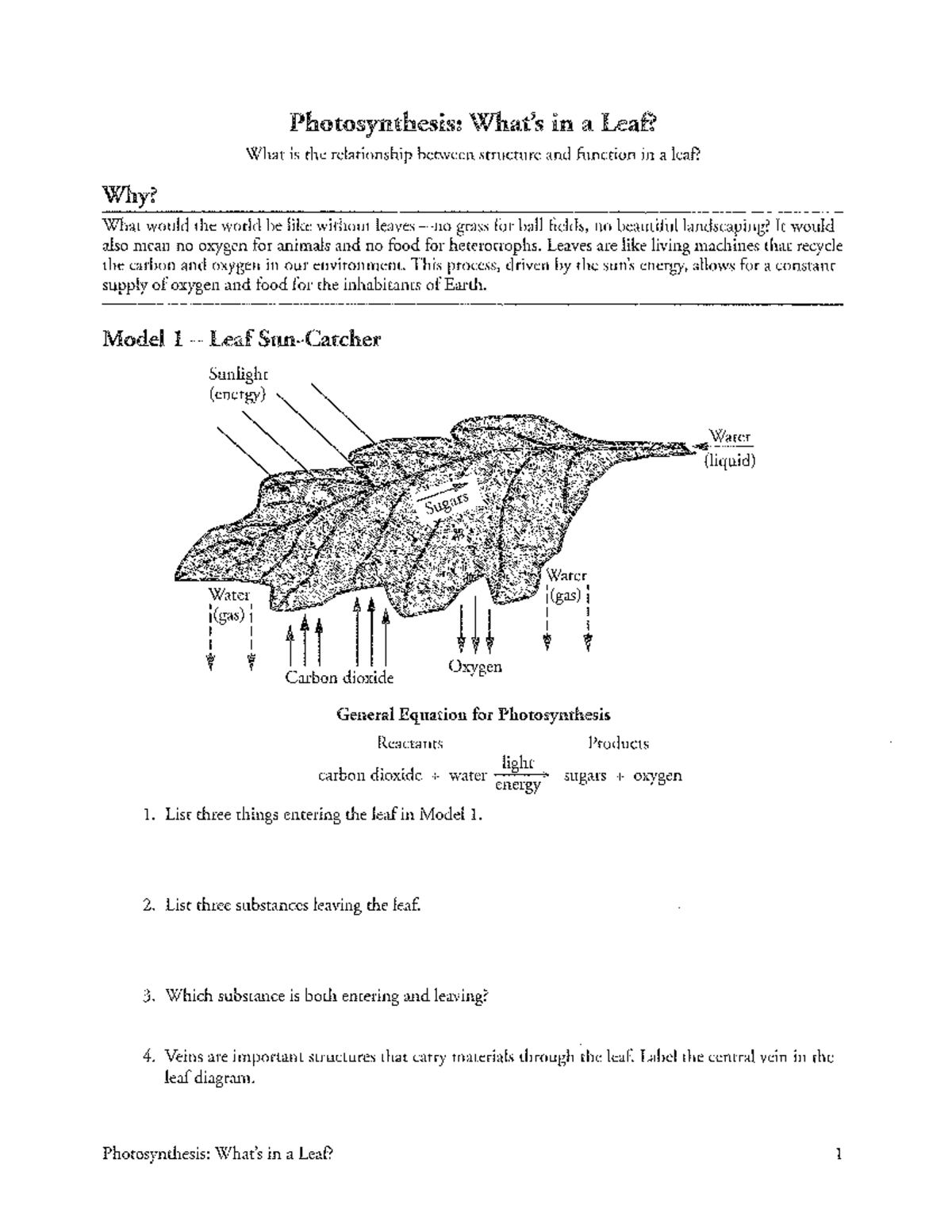 Photosynthesis Worksheet: Structure-Function Relationship in Leaves ...