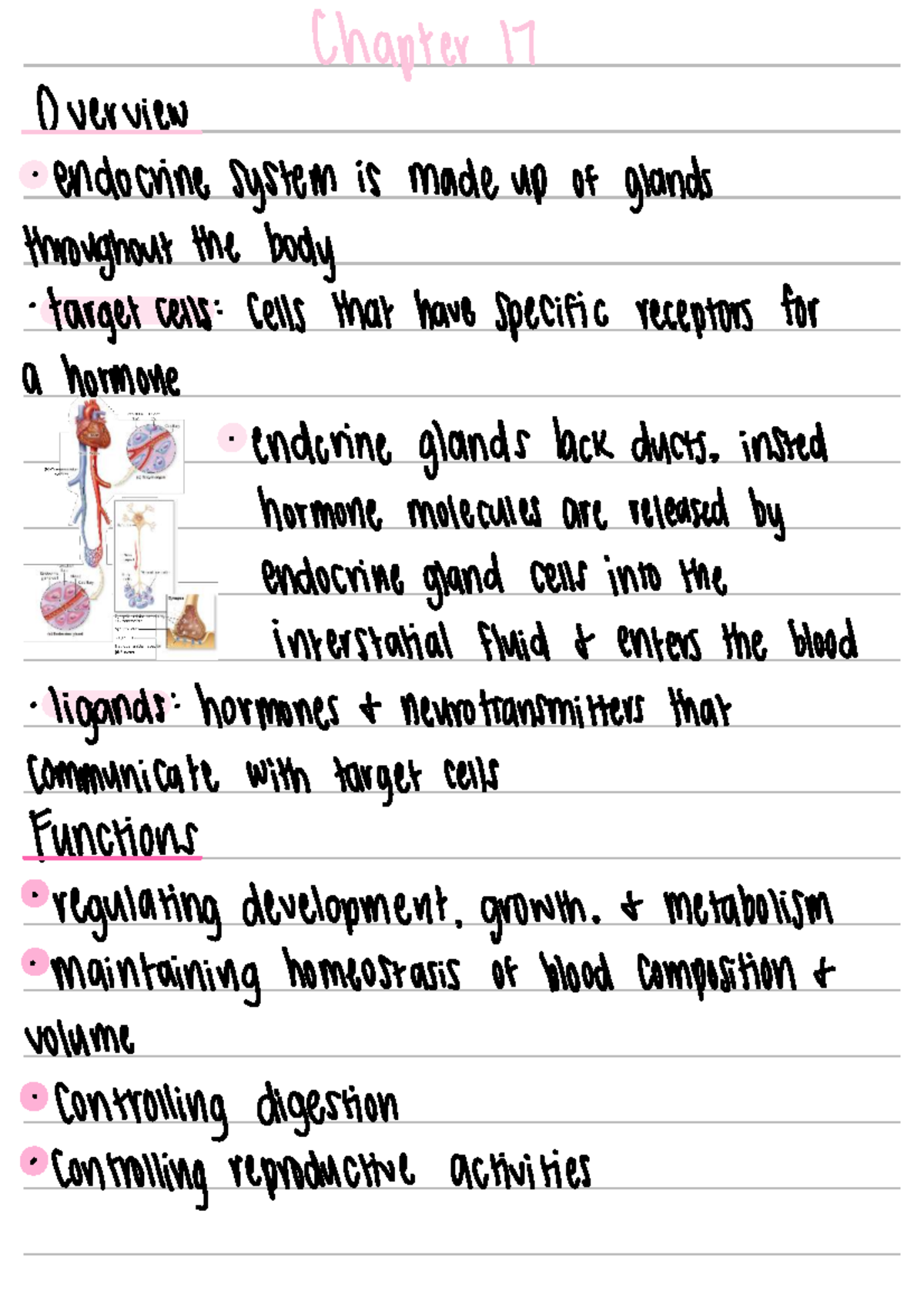 Chapter 17: Overview of the Endocrine System (BIO 101) - Studocu