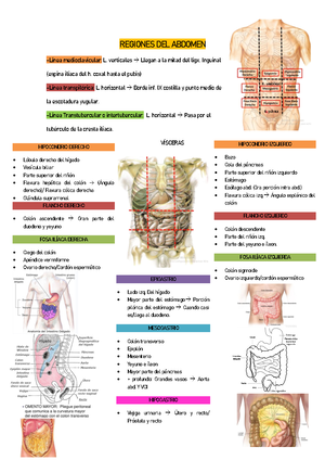 CIEGO - Resumen de Estructura y Función del Intestino Grueso - Studocu
