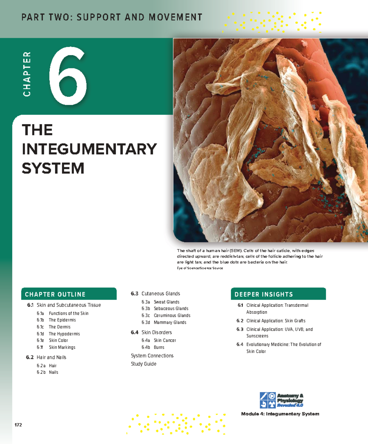 Anatomy & Physiology (BIO 101): Chapter 6 - The Integumentary System Overview - Studocu