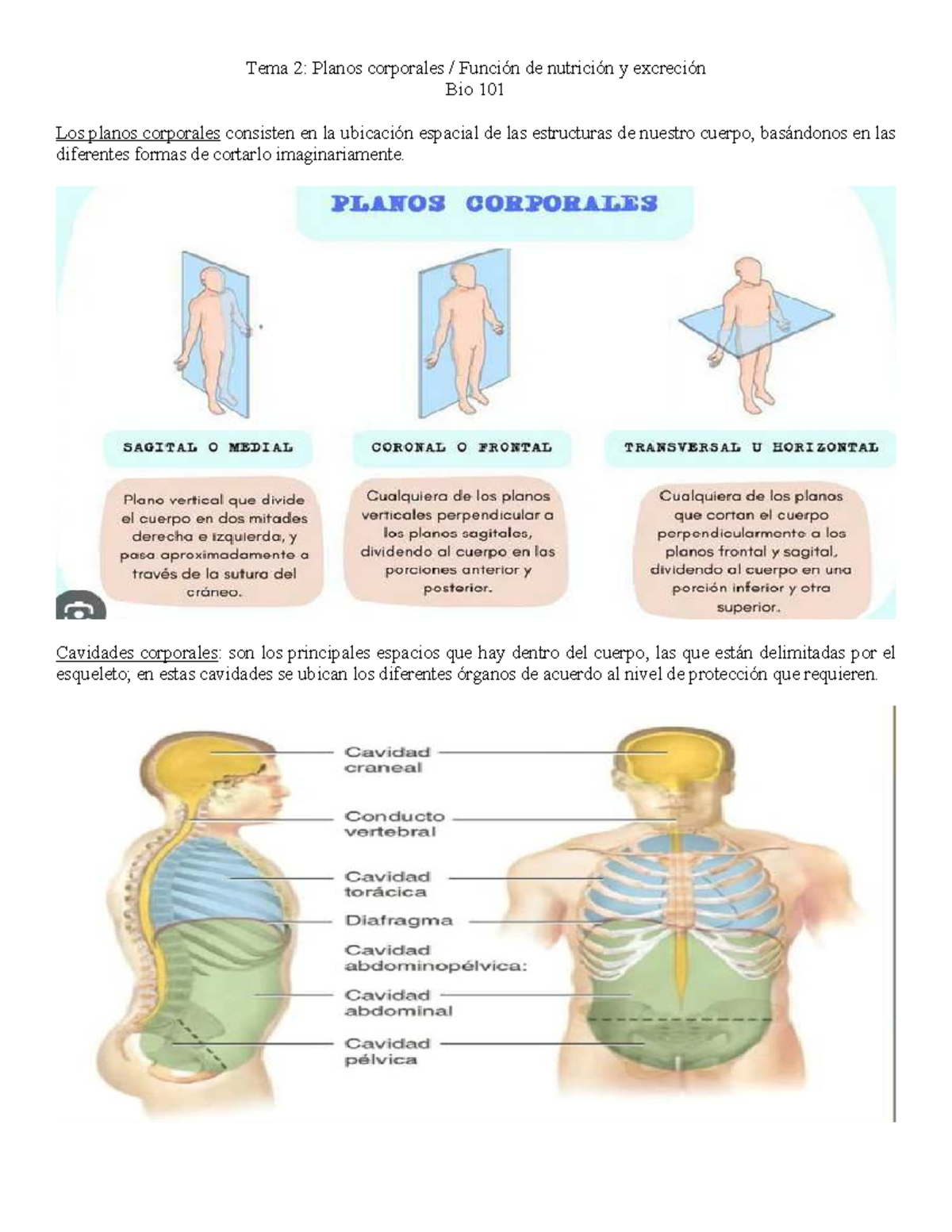 Tema 2: Planos Corporales y Funciones de Nutrición y Excreción - Bio ...