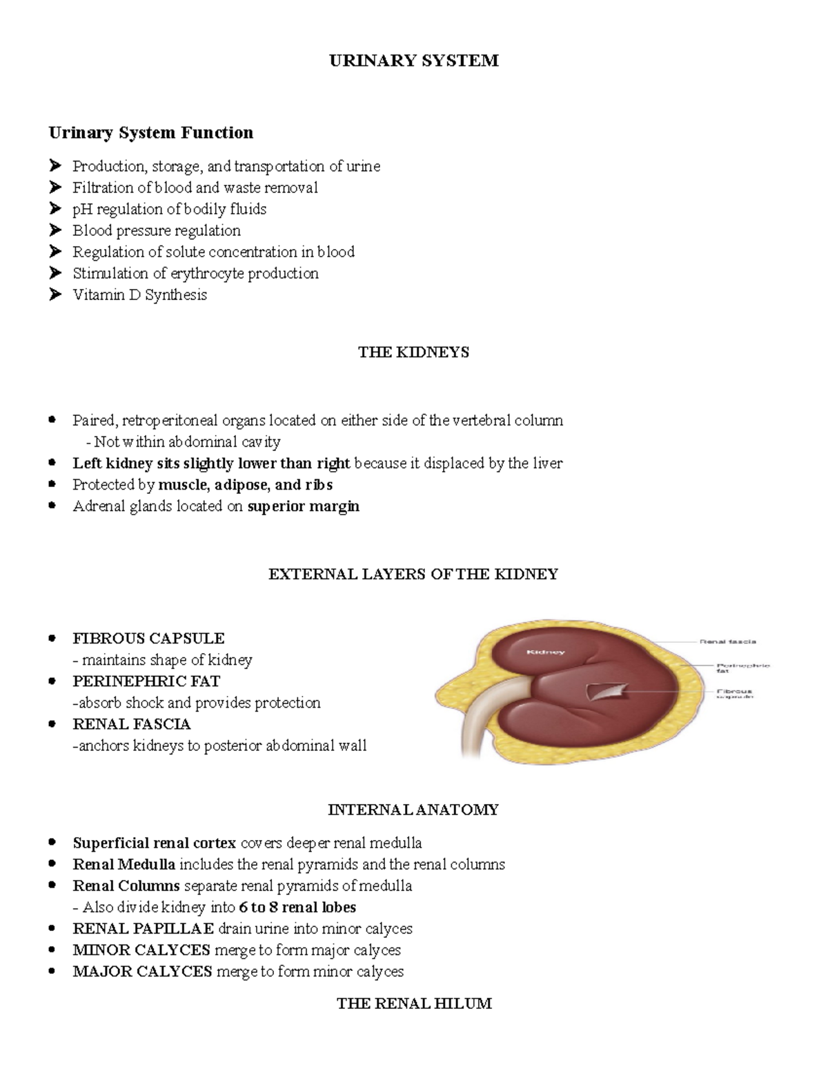 Urinary System Final Exam Study Guide: Overview and Functions - Studocu