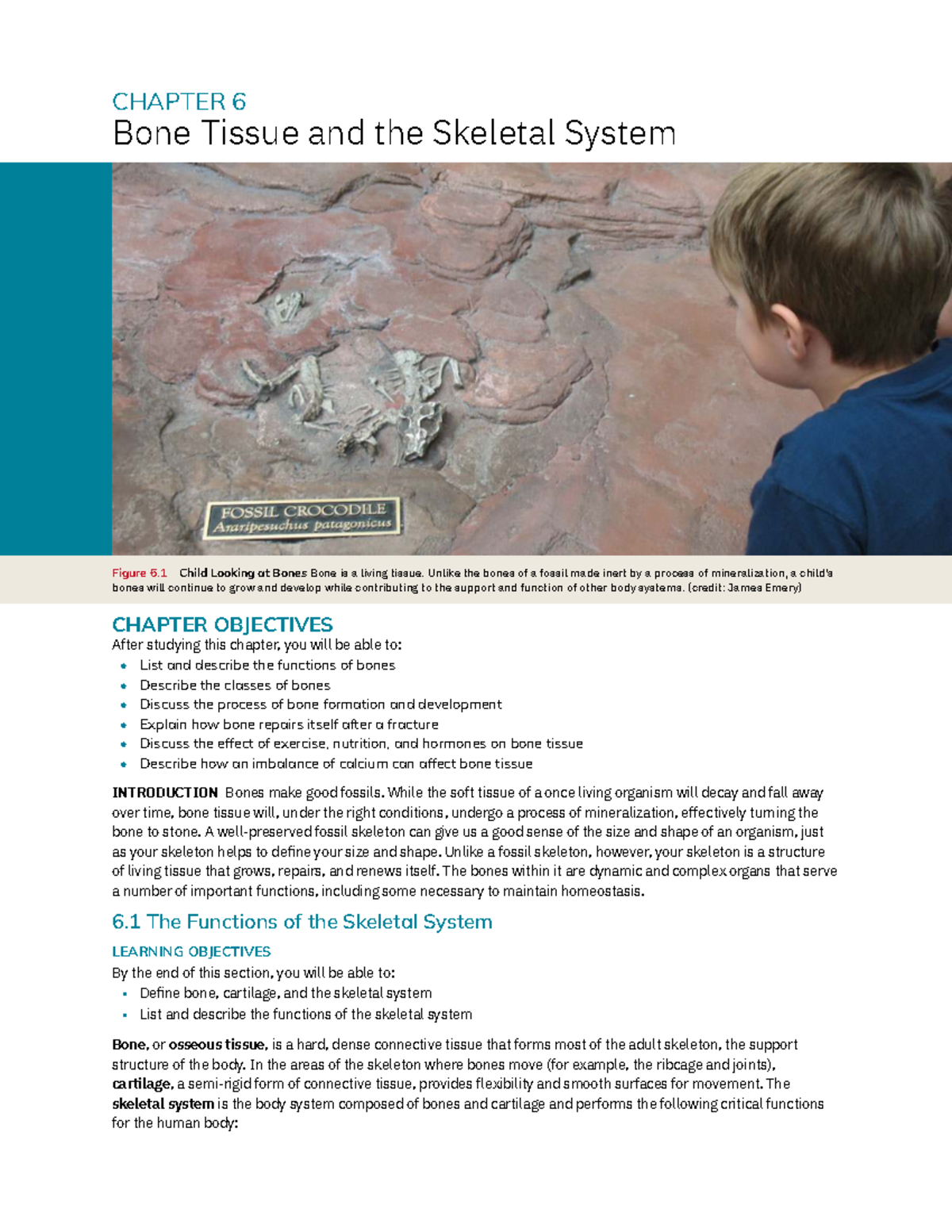 CHAPTER 6: Bone Tissue and the Skeletal System - Exercise, Nutrition, and - Studocu