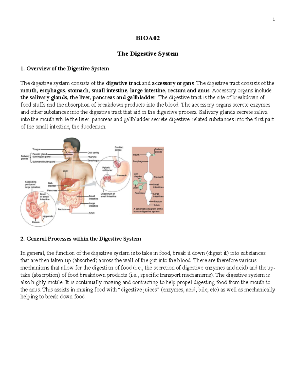 Lecture 11 Notes 2025 Digestive System - BIOA The Digestive System ...