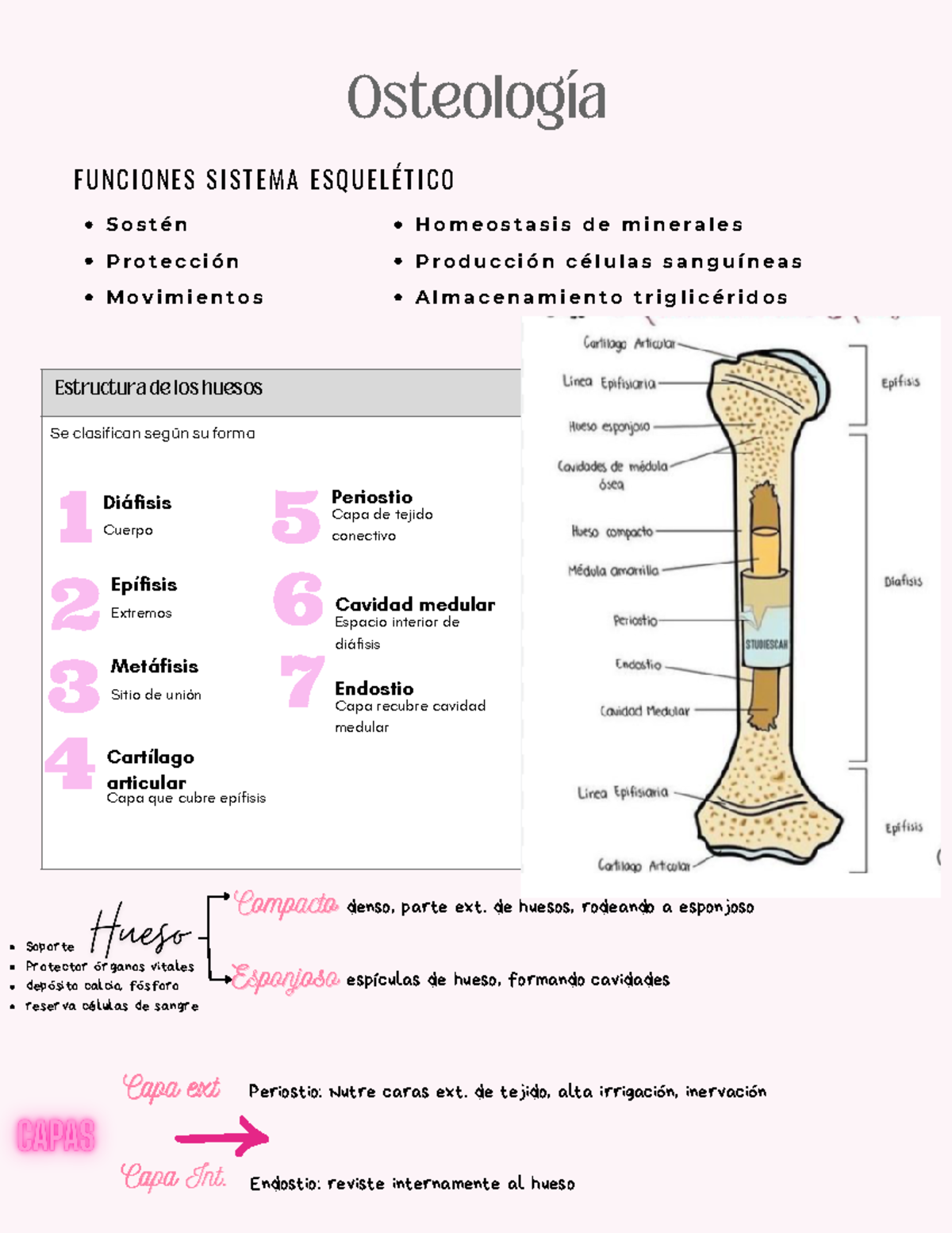 Osteología - Clasificación de Huesos, Anatomía y Vascularización - Studocu