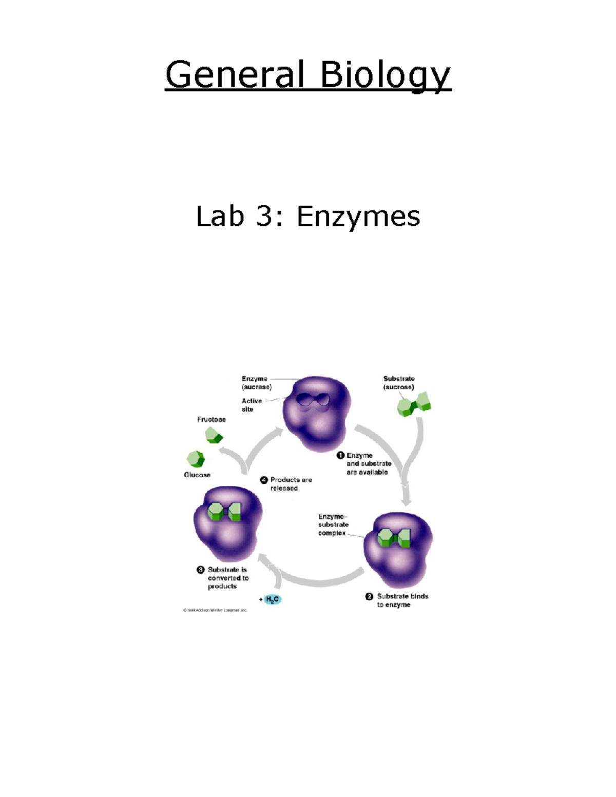 Lab 3 - Enzymes: Understanding Function and Factors Affecting Reactions ...
