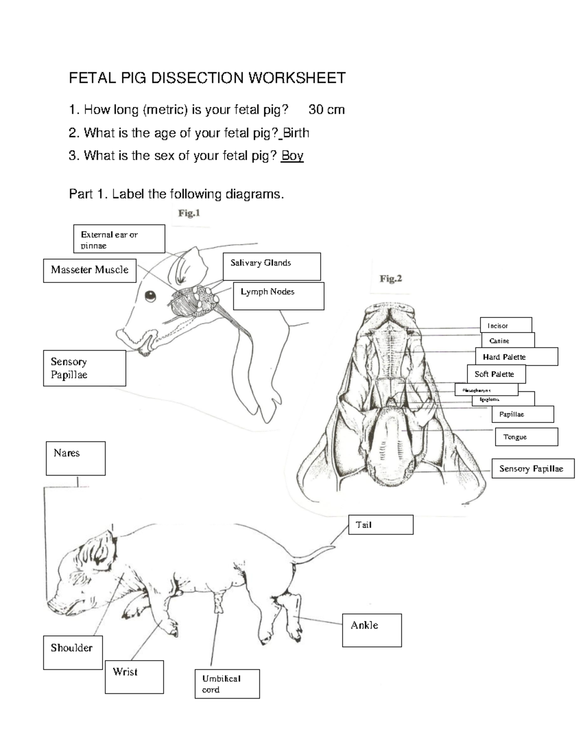Fetal Pig Dissection worksheet - FETAL PIG DISSECTION WORKSHEET 1. How ...