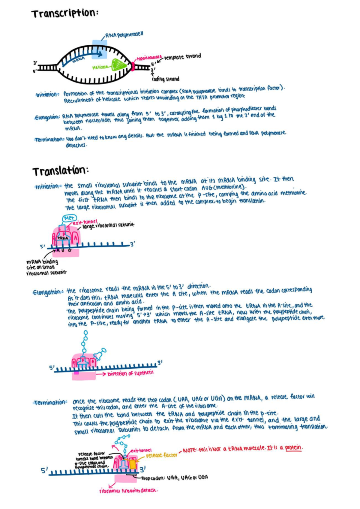Transcription and Translation Overview: RNA Polymerase & Ribosome ...