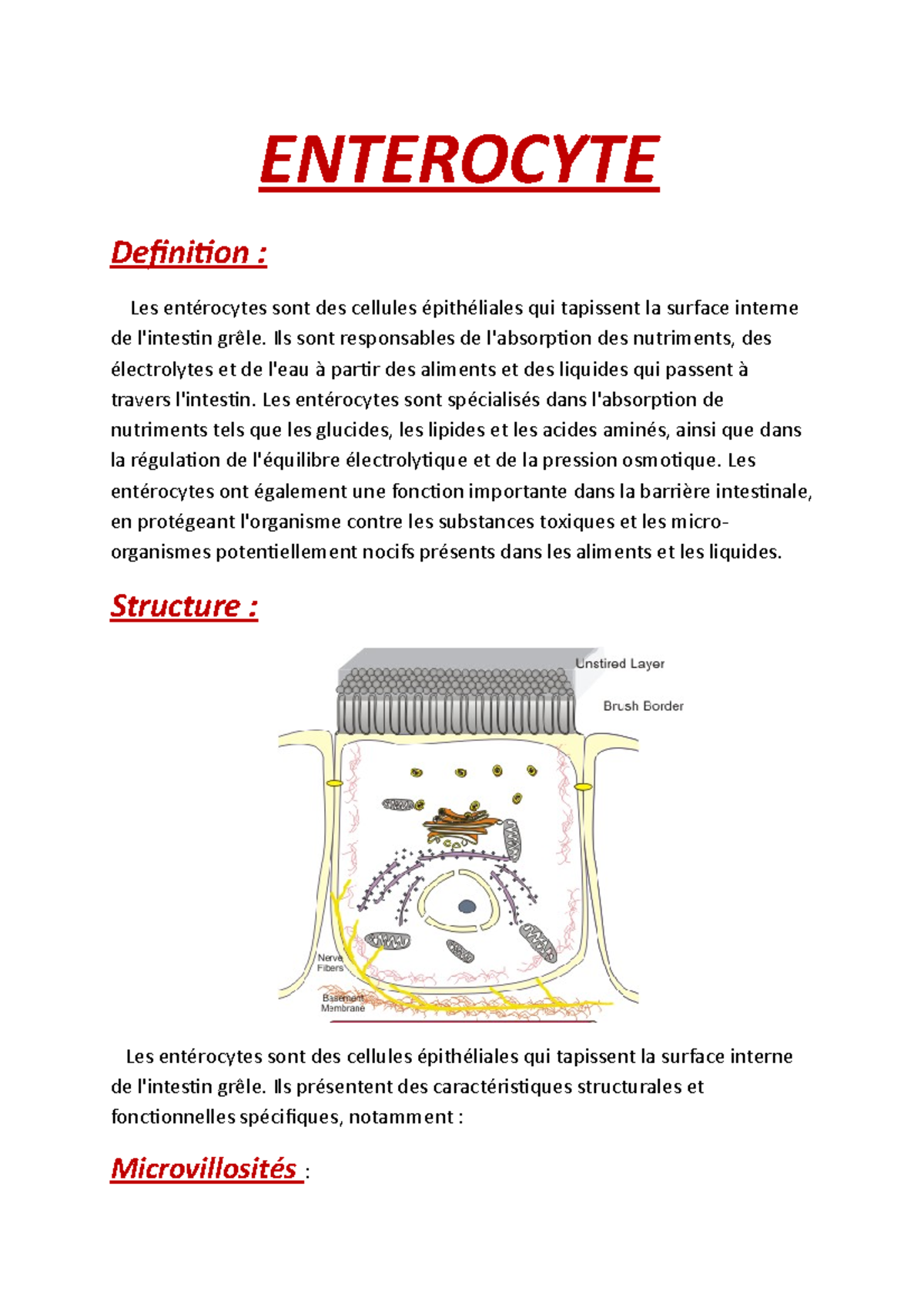 Notes sur les Entérocytes : Structure et Fonctionnalité - Studocu