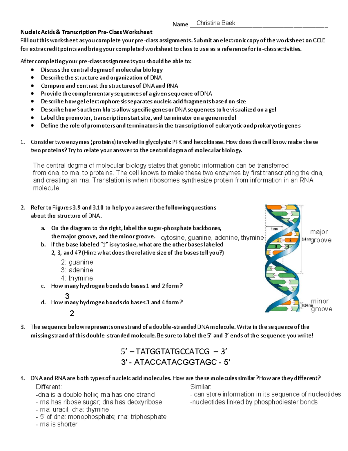 Nucleic Acids & Transcription Pre-Class Worksheet Guide - Studocu