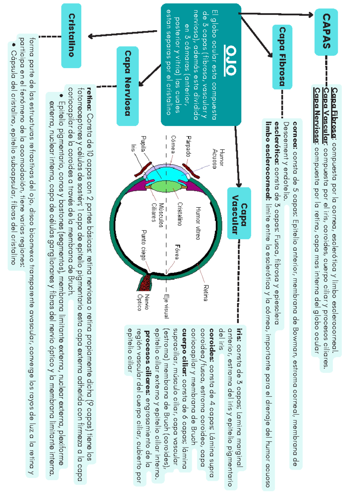 Histologia del ojo - Capa Fibrosa Capa Fibrosa : compuesta por la ...