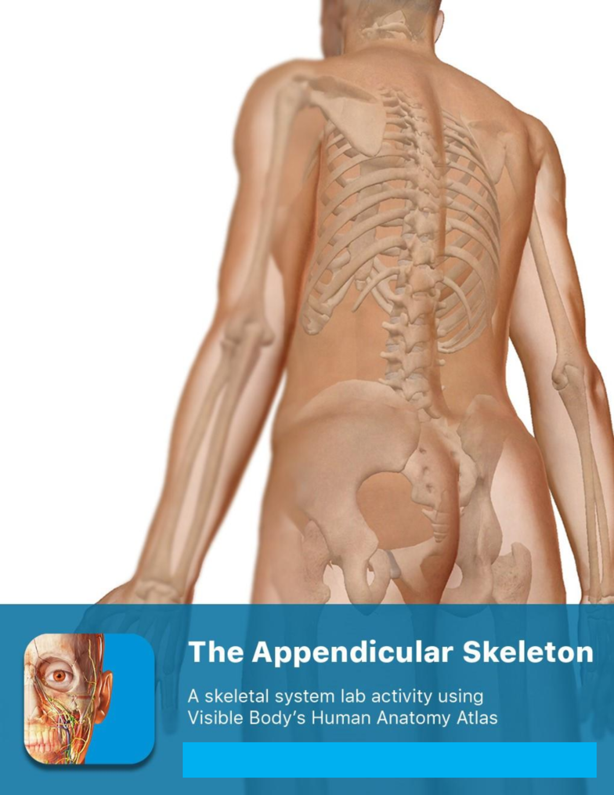 Appendicular Skeleton lab activity - PRE-LAB EXERCISES When studying ...