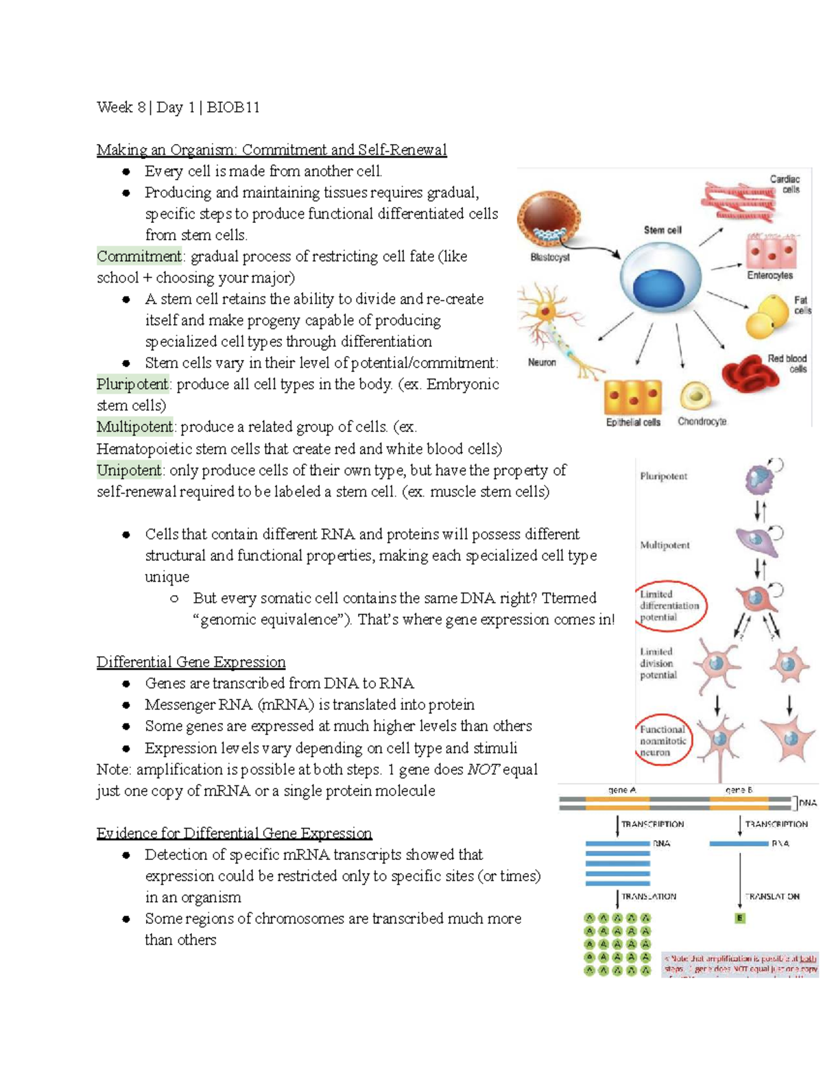 Week 8 Day 1 BIOB11 - Stem Cell Differentiation & Gene Expression Notes ...