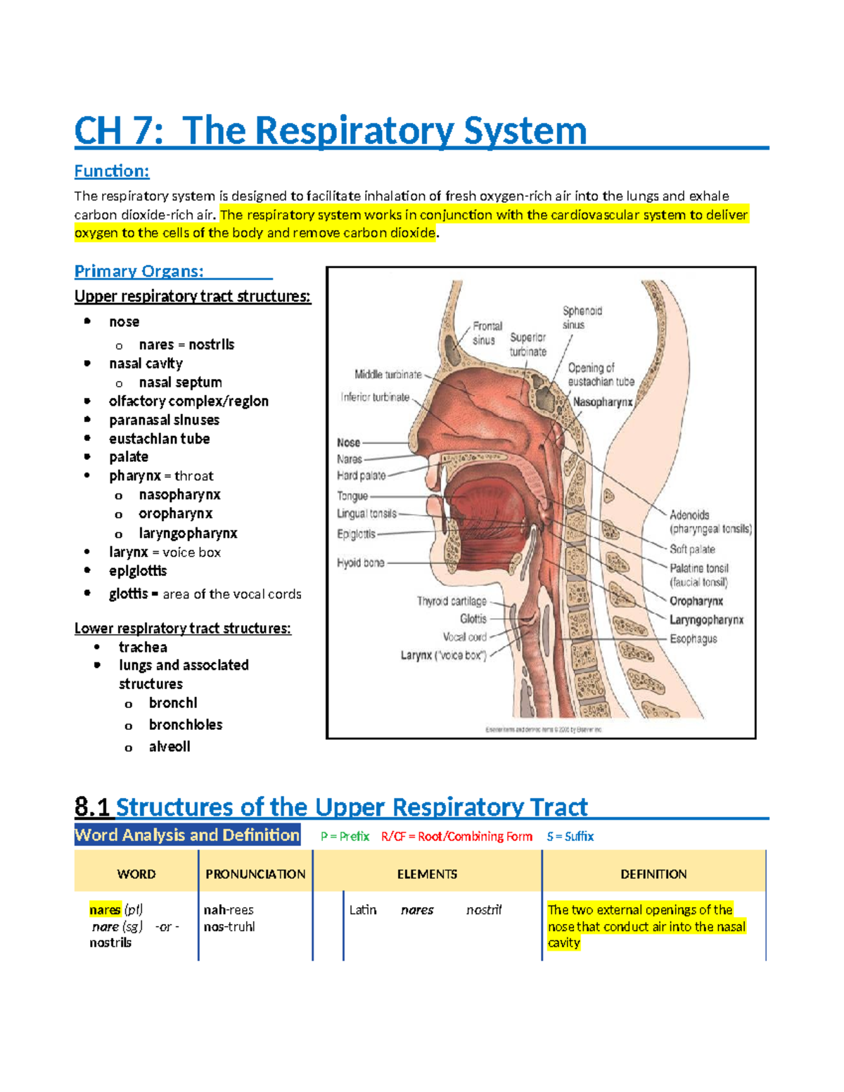 CH 7: Medical Terminology for the Respiratory System - Word Analysis ...