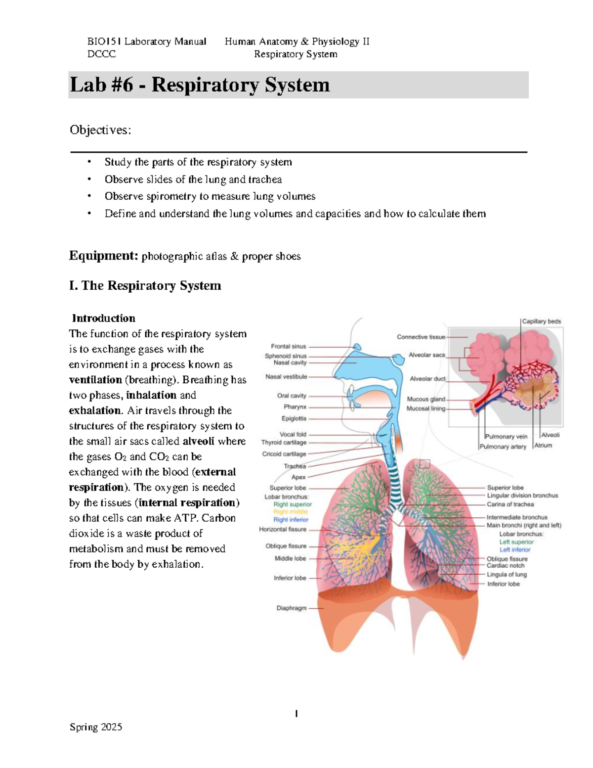 BIO151 Lab #6: Exploring the Respiratory System Functionality - Studocu
