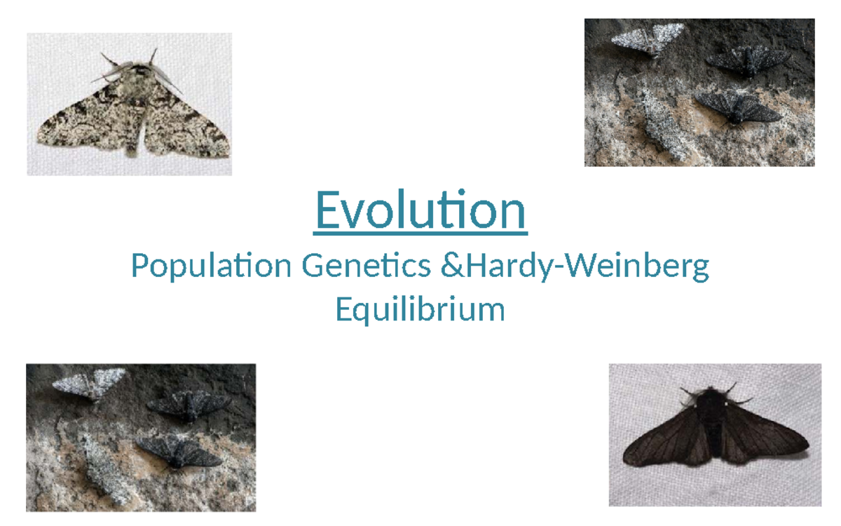 Evolution and Population Genetics: Hardy-Weinberg Equilibrium ...
