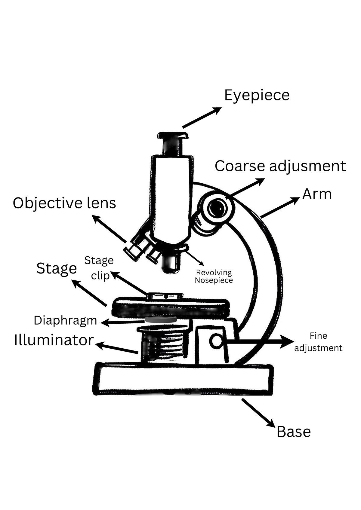 Microscope - Principle in Medical Laboratory Science 1 - Eyepiece Arm ...