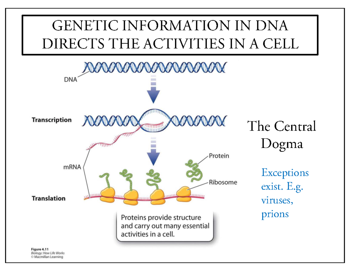 Lec 4 - A01-2025: Central Dogma & RNA Functions in Cells - Studocu