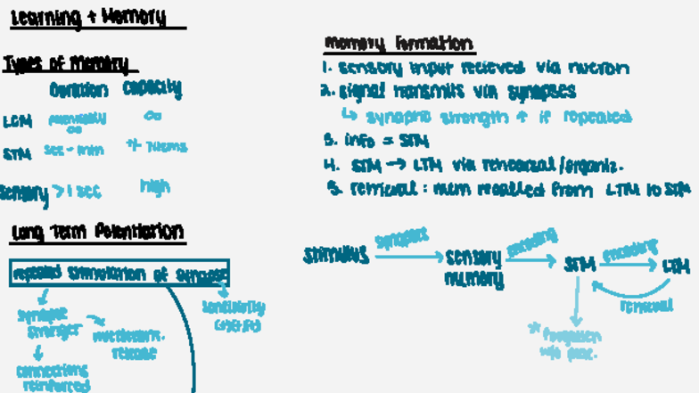 Learning & Memory - Exam Review (BIO 101) - Studocu