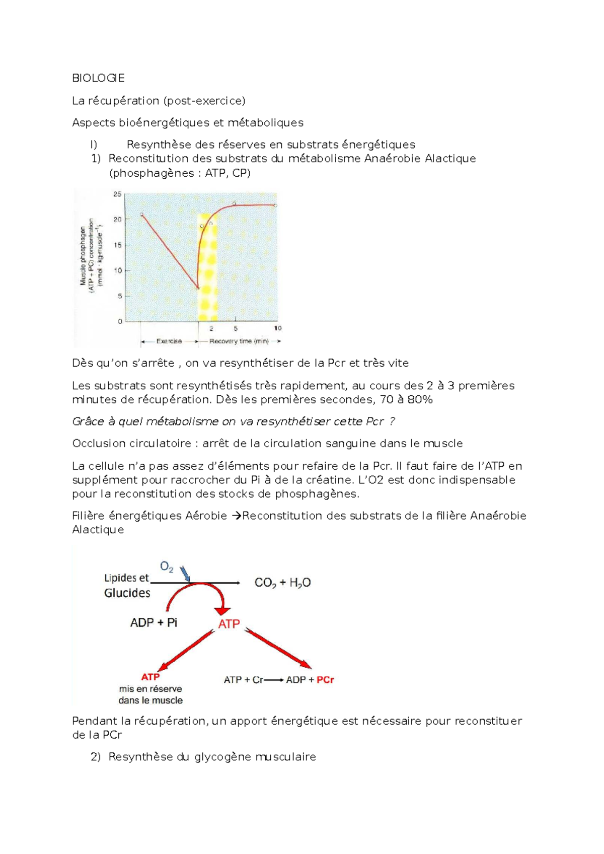 BIOLOGIE L3 - Cours de Physiologie: Récupération et Métabolisme - Studocu