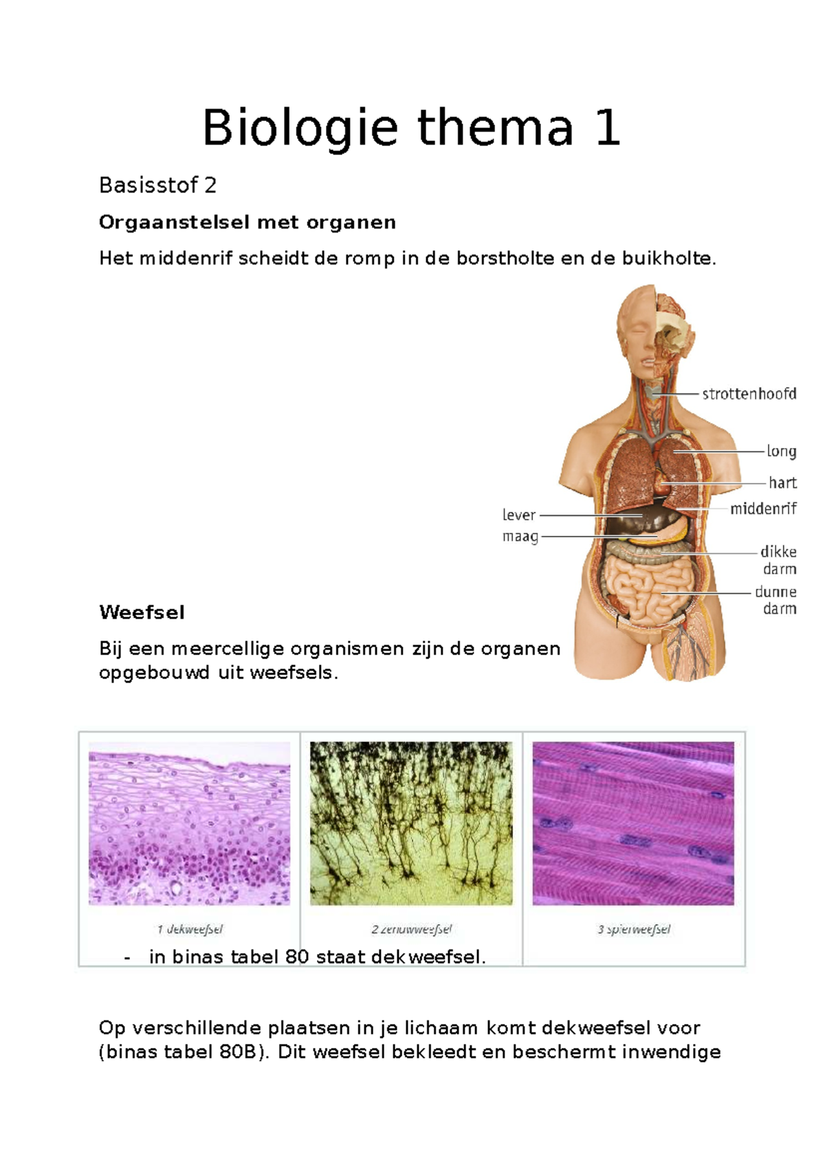 Biologie Thema 1: Orgaanstelsel en Weefsels Uitleg - Studeersnel