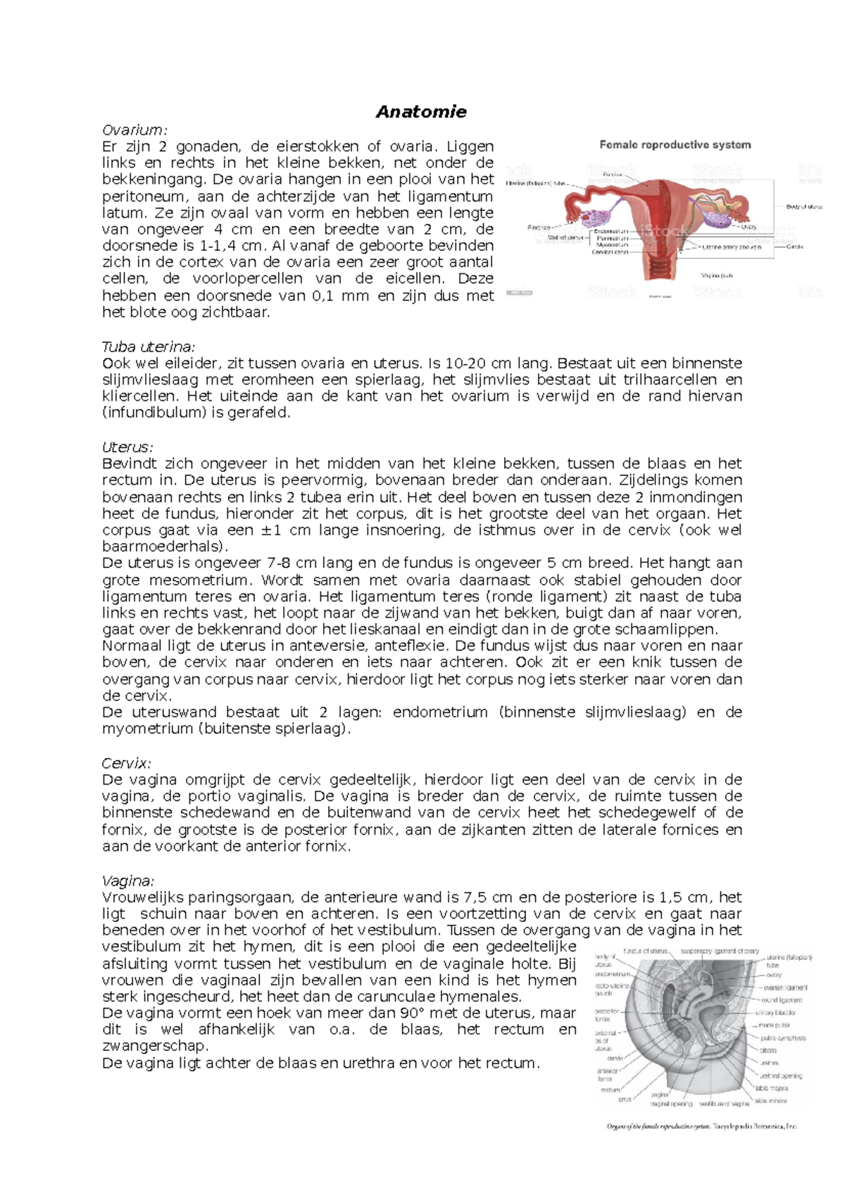 Anatomie van het Vrouwelijk Genitaalstelsel: Structuren en Functies ...