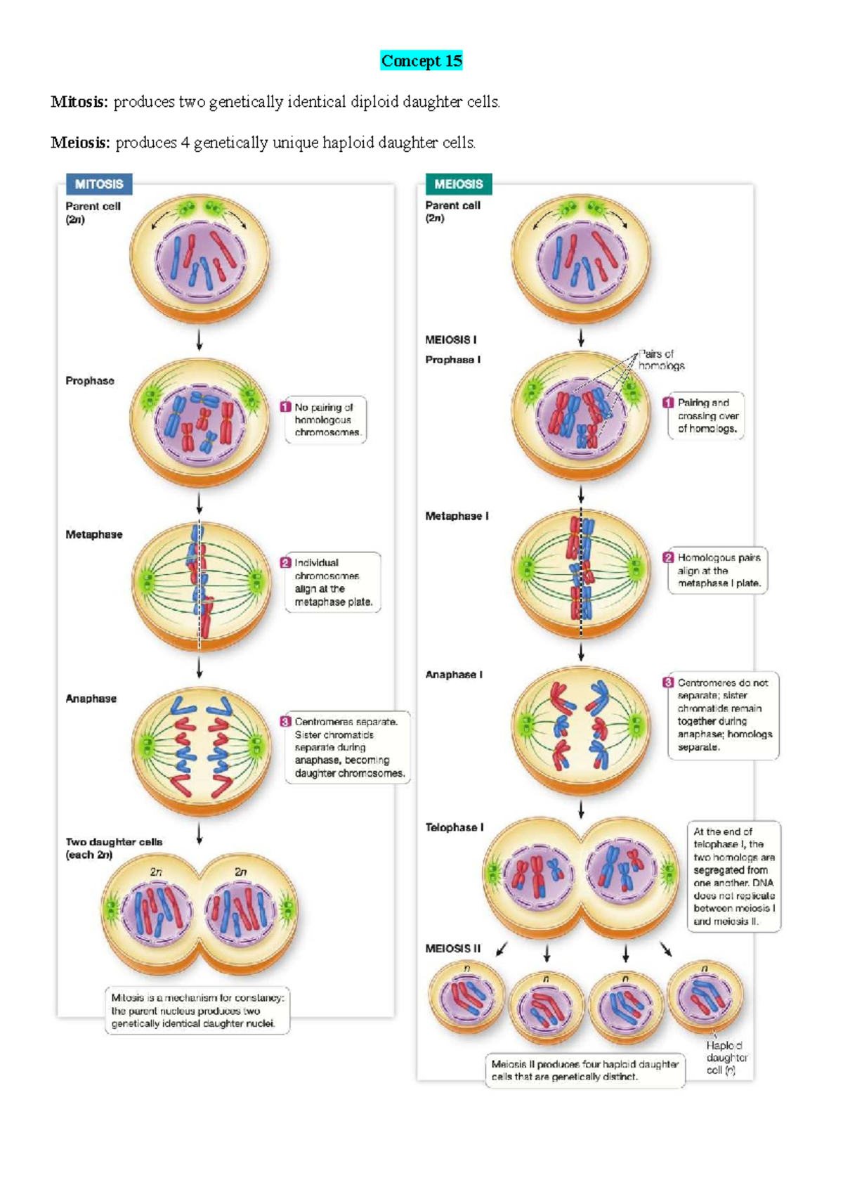 Bio 101 Test 3 Summaries: Mitosis, Meiosis, and Homeostasis Concepts ...