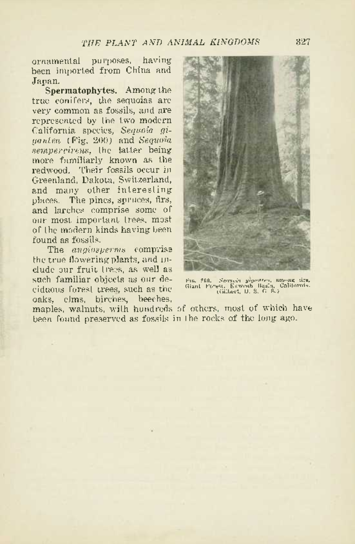 The Plant and Animal Kingdoms: Ornamental Uses and Fossil Records 327 ...
