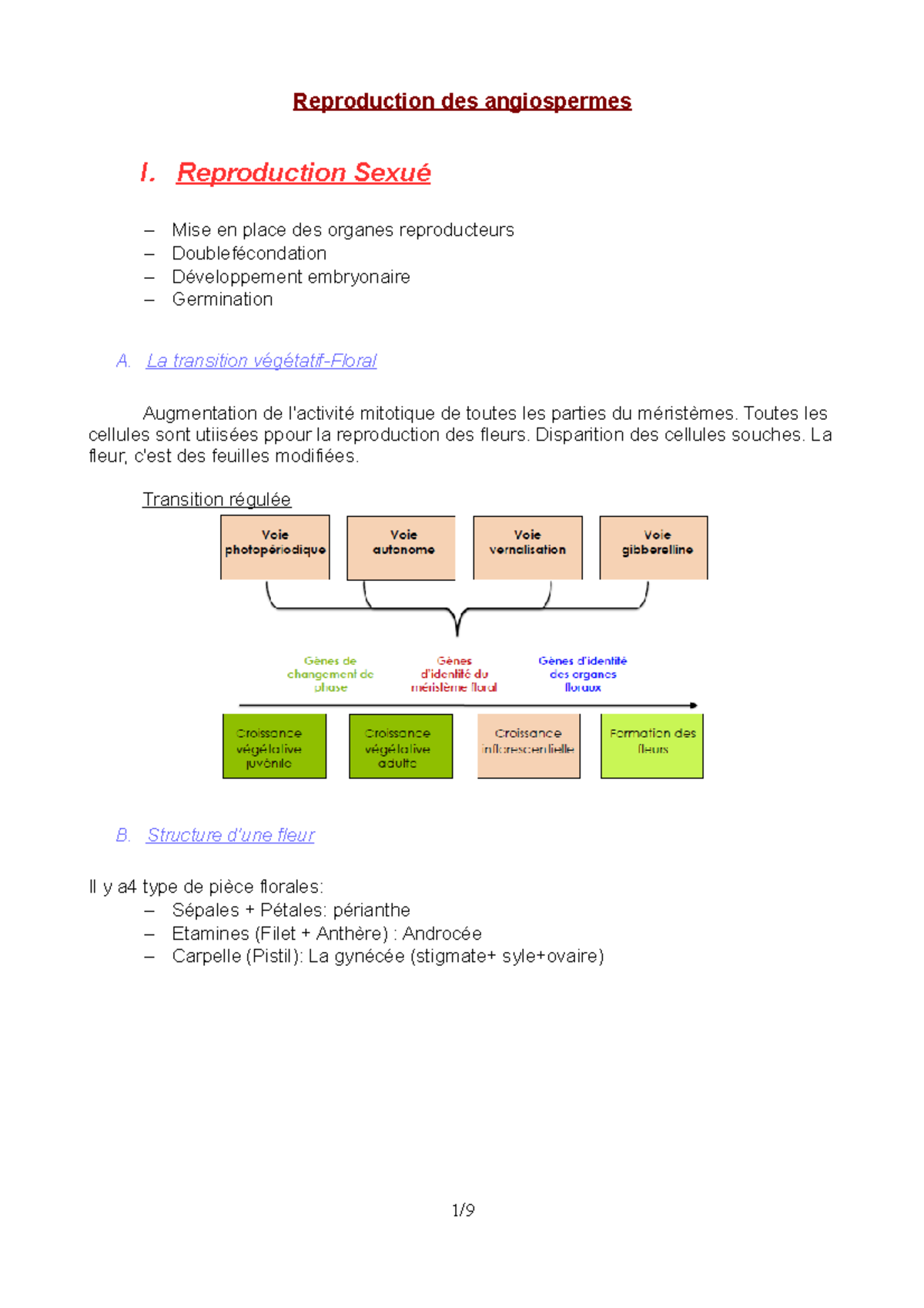 Reproduction des angiospermes - Reproduction Mise en place des organes ...