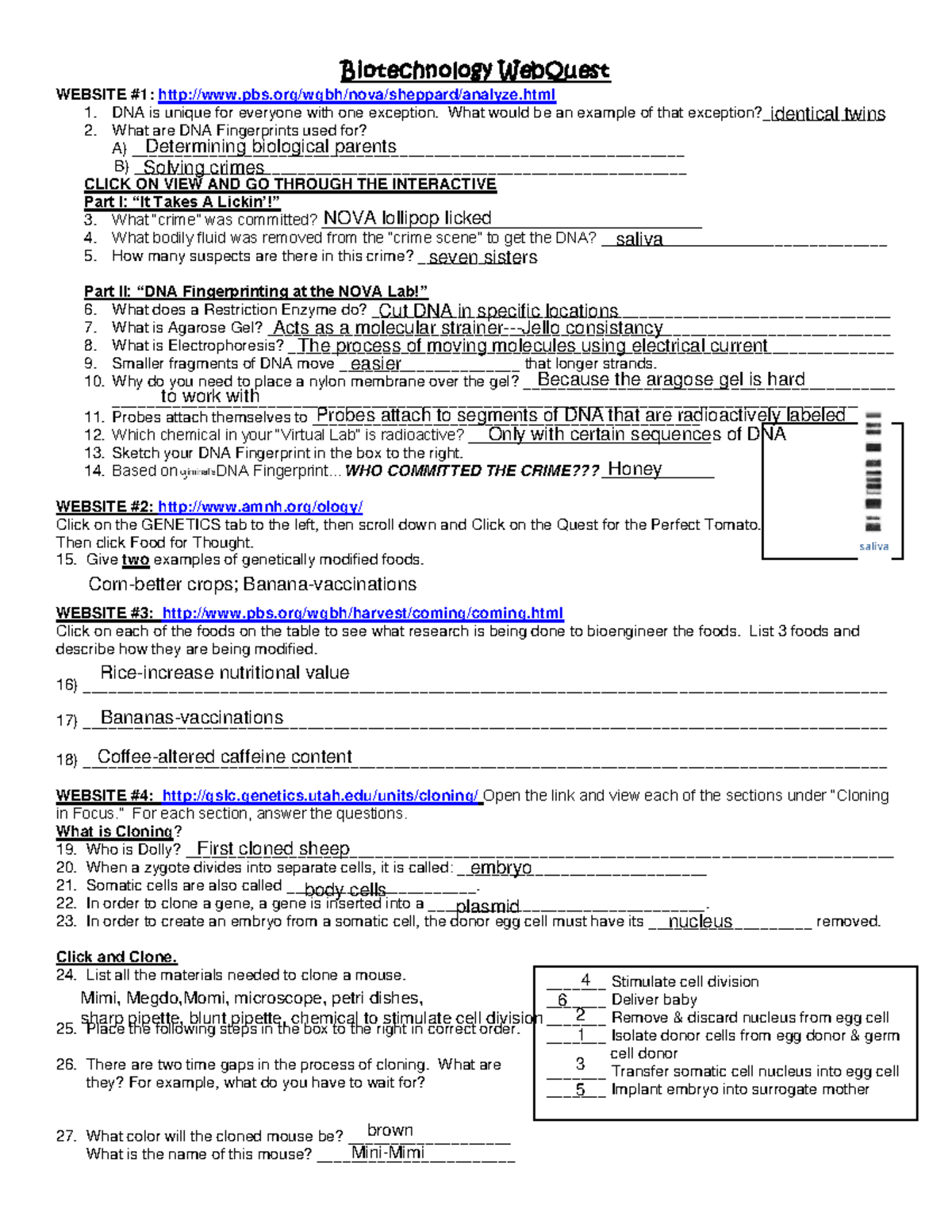 Biotechnology WebQuest Answer Key (BIOL 101) - Studocu