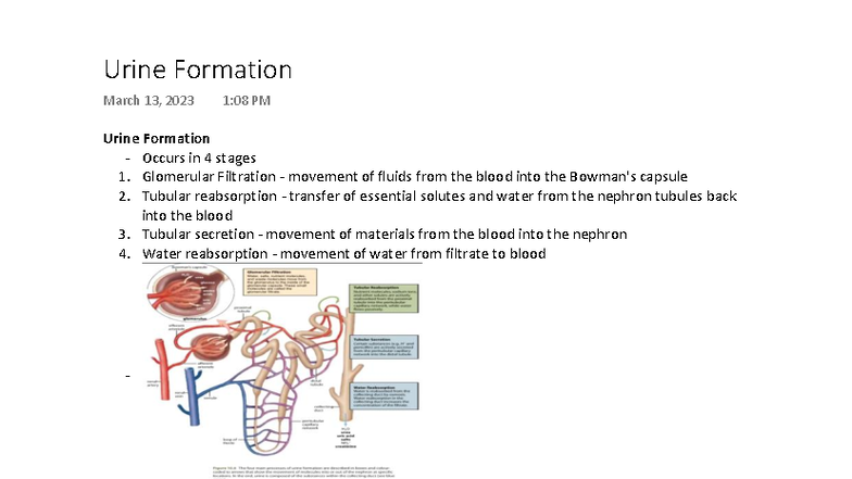 Urine Formation: Stages and Processes Explained (Biology 101) - Studocu