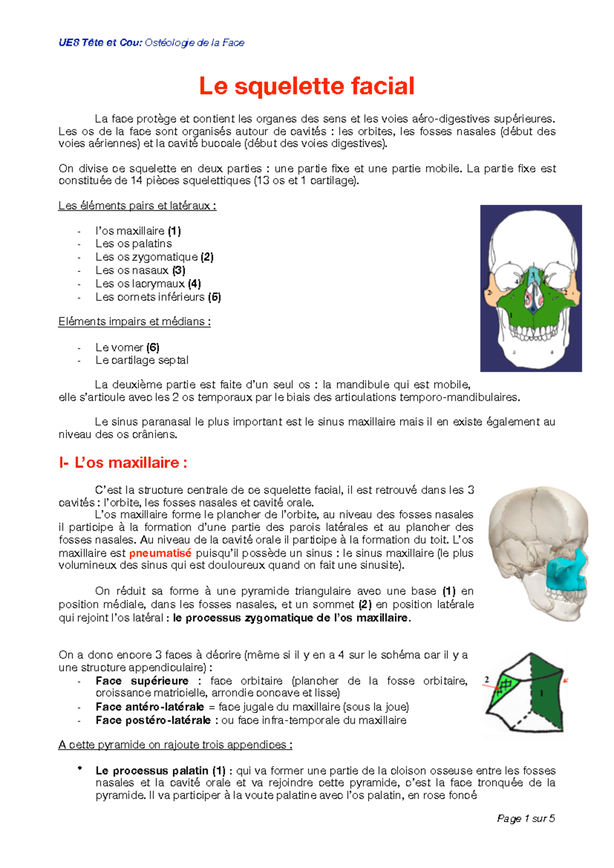 Ostéologie de la Face : Anatomie et Composition des Os Maxillaires ...