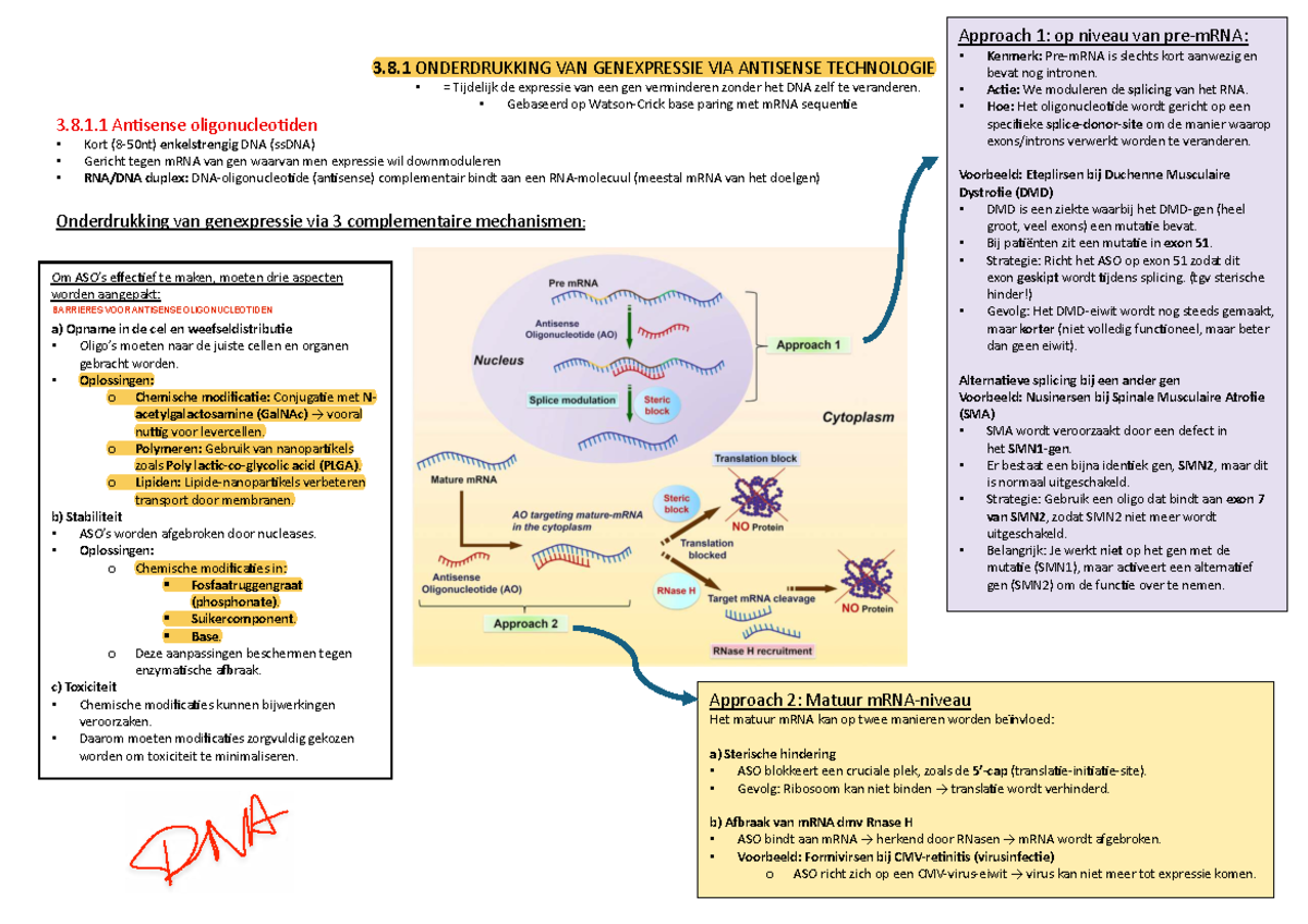 MET - 3.8 Notities over Genexpressie Modulation via Antisense ...