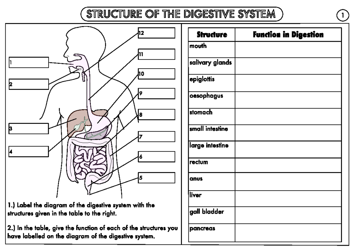 GCSE Digestive System Structure & Function Worksheet - Studocu