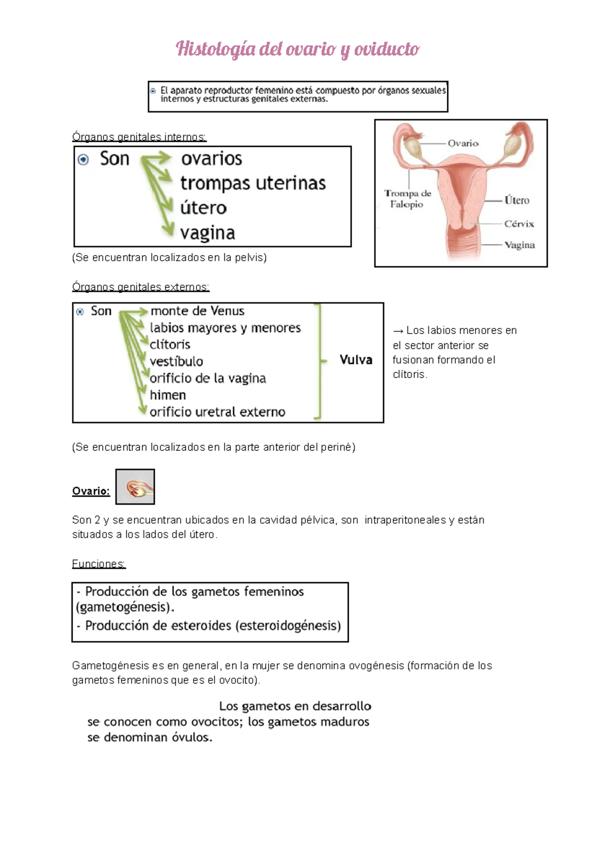 Histología del Ovario y Oviducto: Funciones y Estructura Completa - Studocu