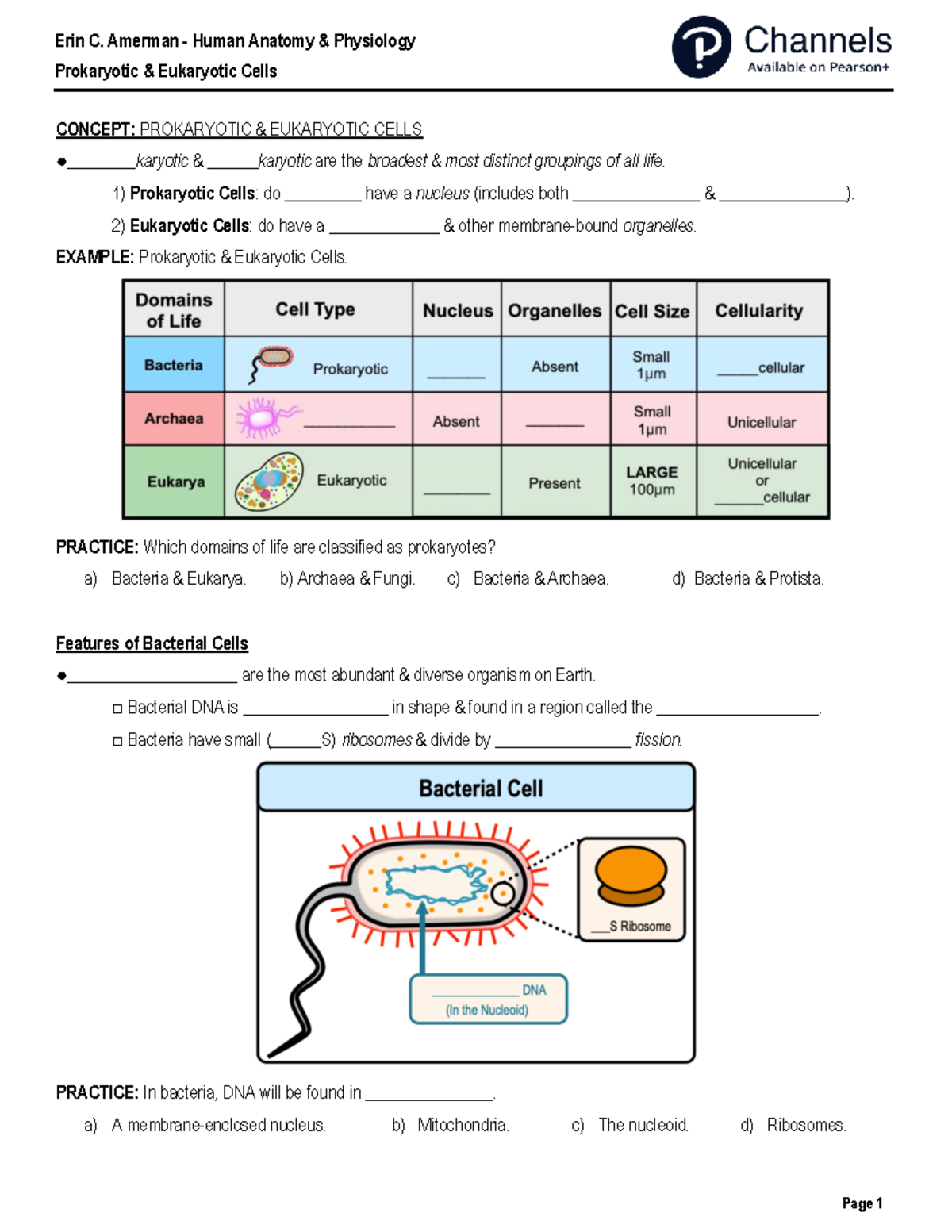 Prokaryotic & Eukaryotic Cells - ANAT 101 Worksheet - Studocu