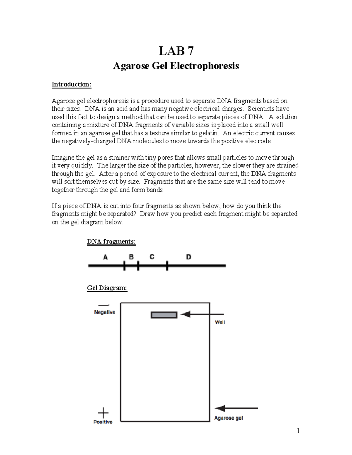 Bio Lab - 7: Detailed Report on Agarose Gel Electrophoresis - Studocu
