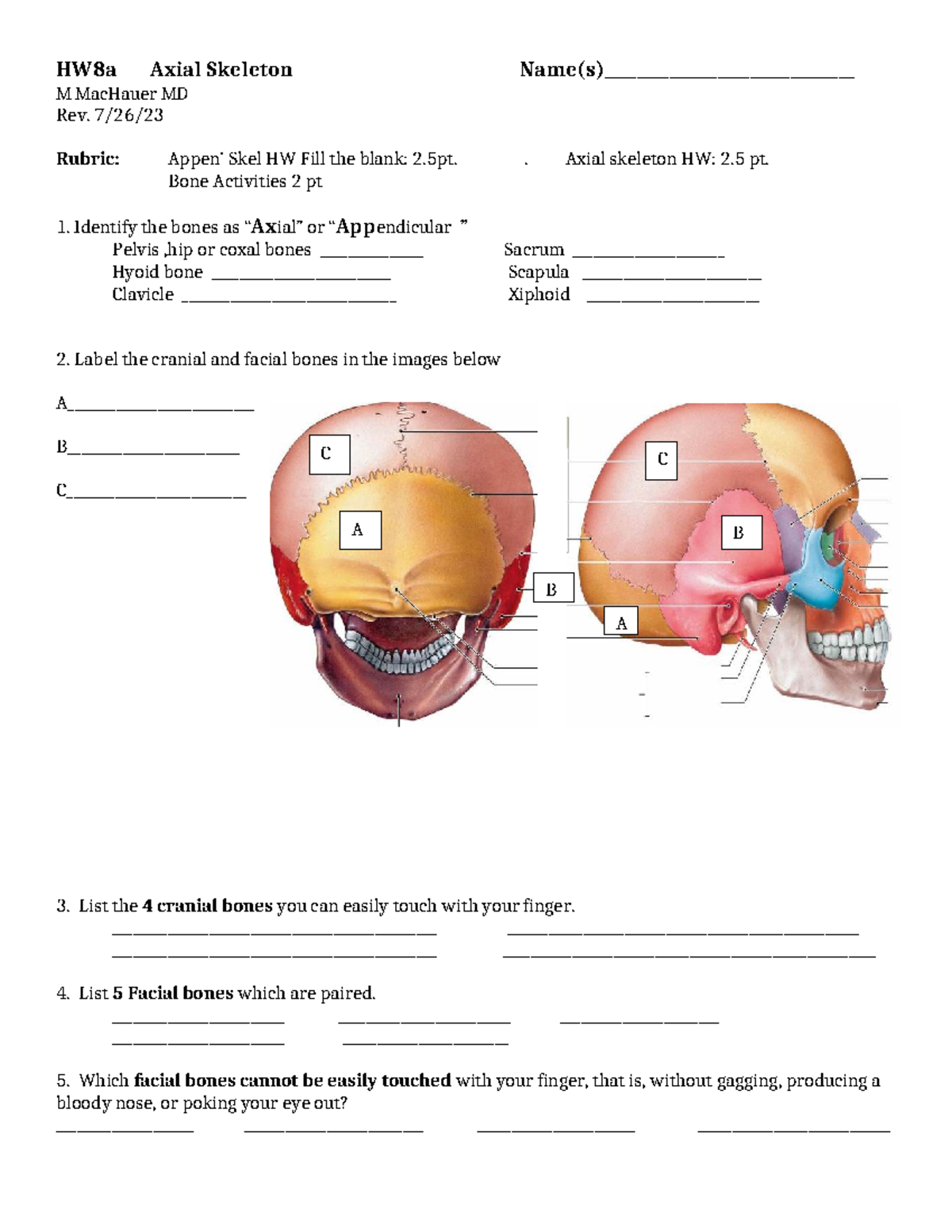 HW8 Anatomy: Axial Skeleton Study Guide and Activities - Studocu