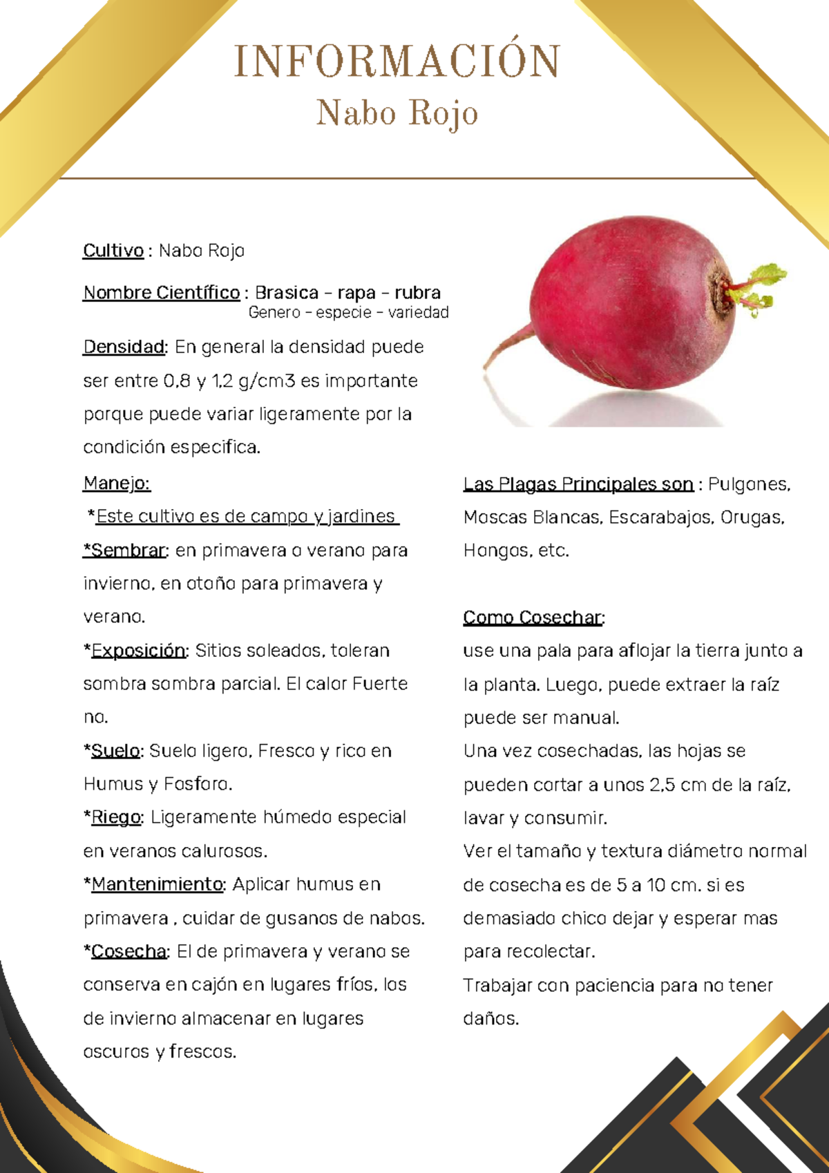 Cultivo de Nabo Rojo: Manejo y Cosecha - Guía Práctica - Studocu