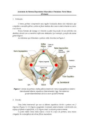 Anatomia-Lista 1- Trígonos do pescoço - Múscul d pescoç Região Anterior ...