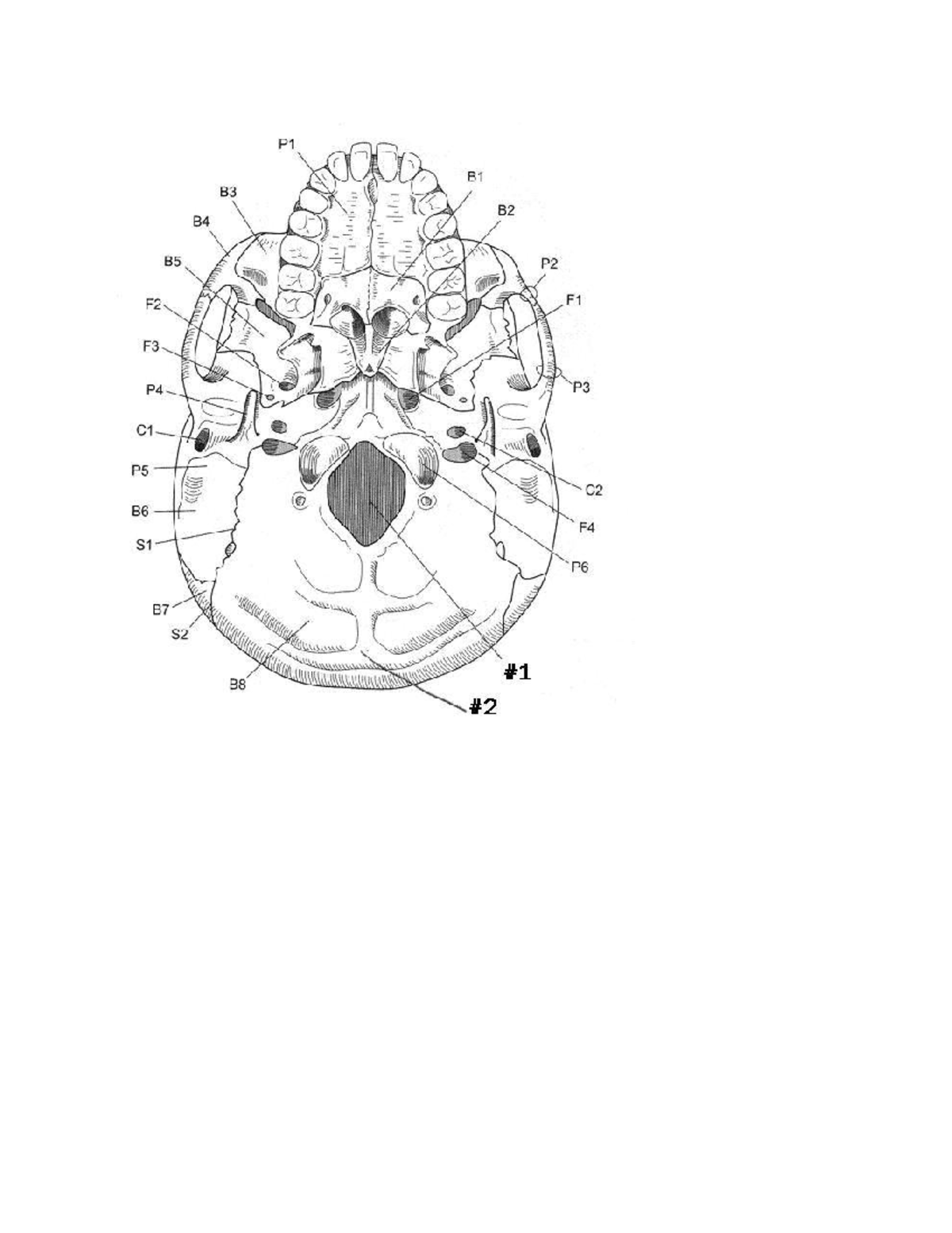 Skull labeling - BIOL 430 - P1 B1 B3 B2 B4 B5 P2 0 F1 F2 F3 P3 P4 C1 P5 ...