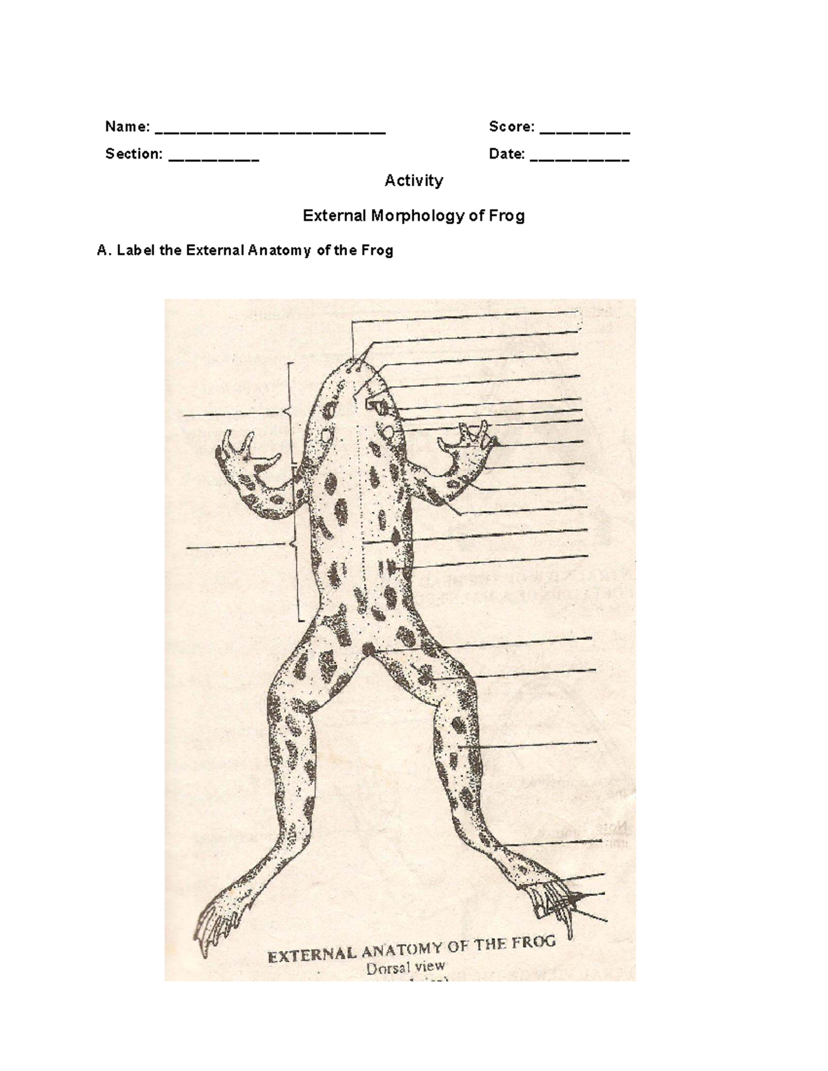 Activity External Morphology of Frog - Genetics - Name ...