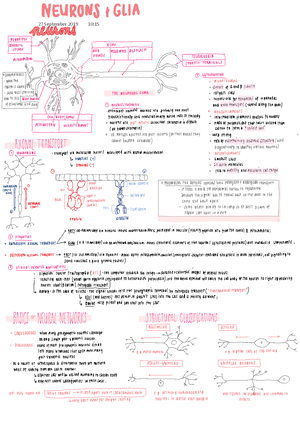 Neuroanatomy cheat sheet - Whole brain/ half brain: Cerebrum Cerebellum ...