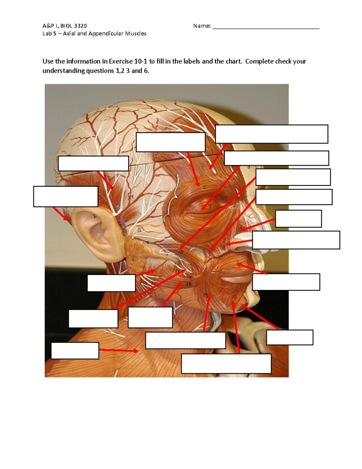 Lab 5: Worksheet on Axial & Appendicular Muscles Integration - Studocu