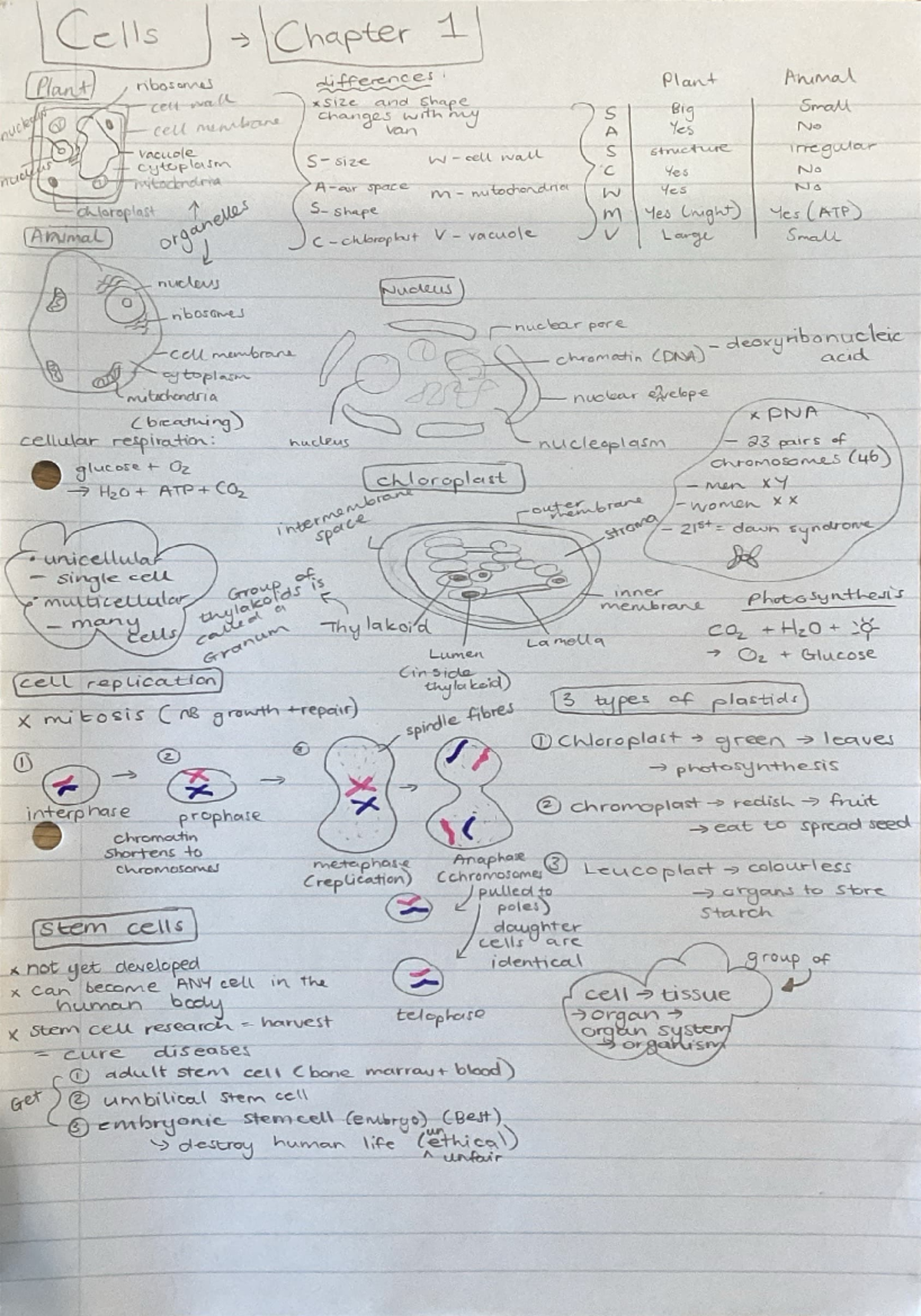 Natural Science Chapter 1 & 2 - Cells Chapter 1 Plant ribosomes ...