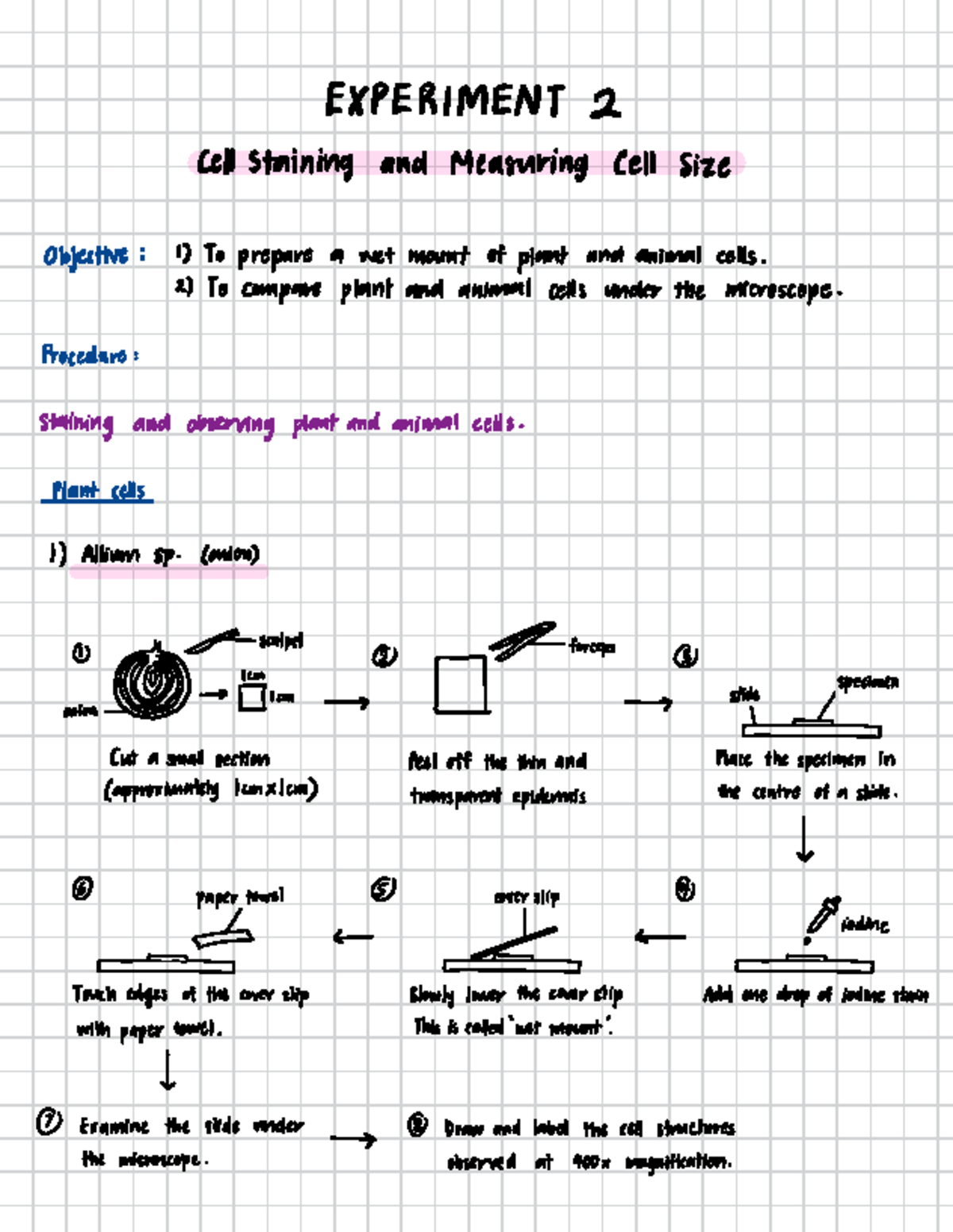 Lab Jotter: Biology Experiment 2 - Cell Staining & Size Measurement ...